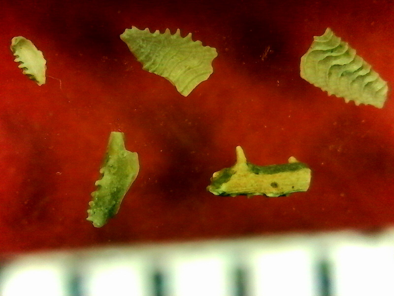 'Toothy" micros from the Pennsylvanian of Texas - Fossil ID - The ...