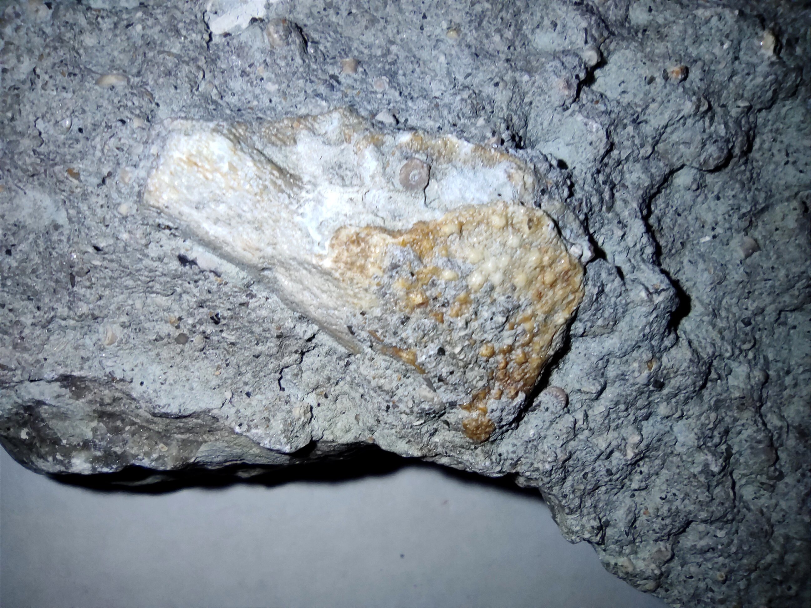 Plates of placoderm Plourdosteus trautscholdi and other fish remains ...