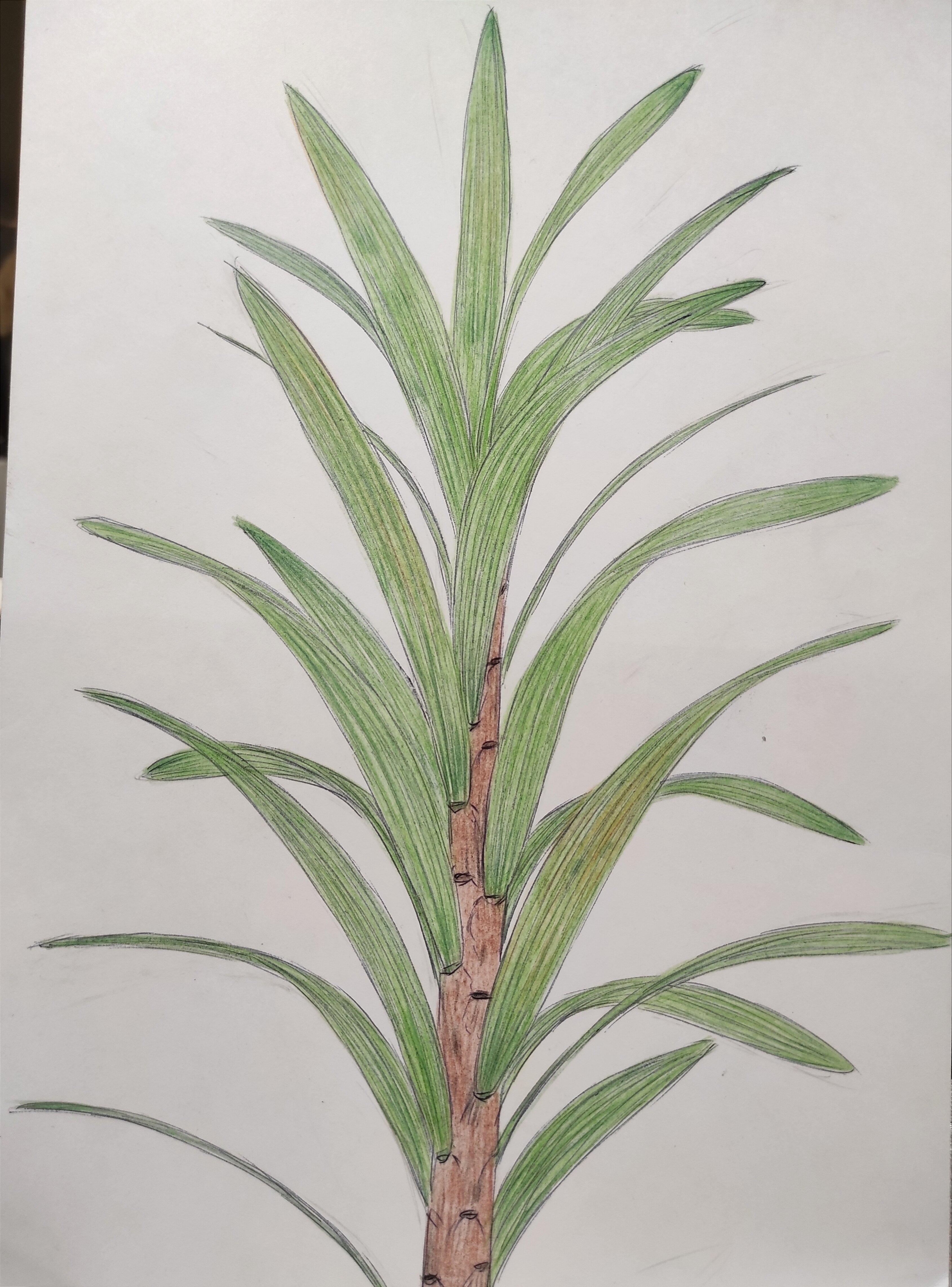 Permian plants of Russia - Paleo Re-creations - The Fossil Forum