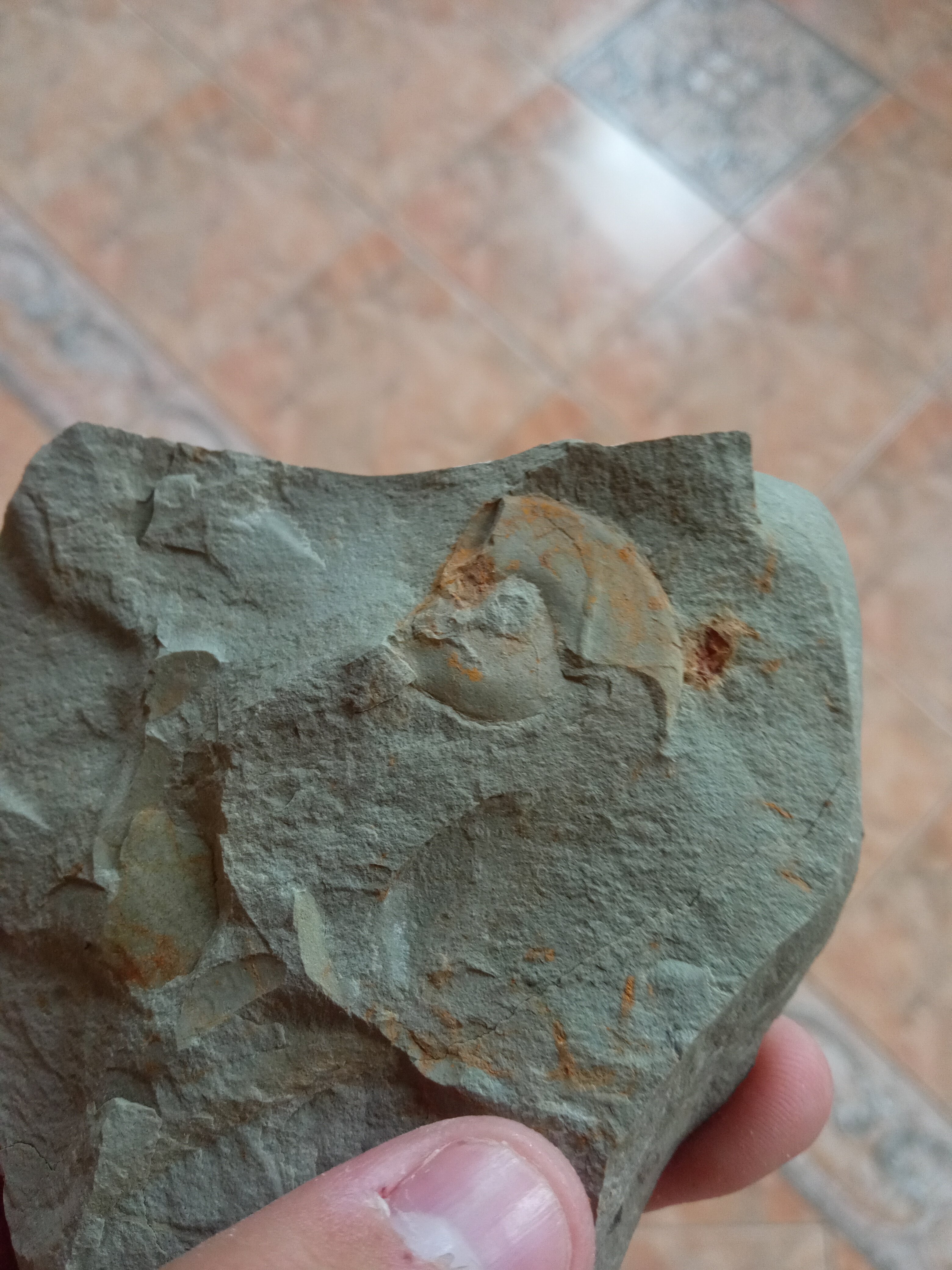 Large Ammonite remnants? - Fossil ID - The Fossil Forum