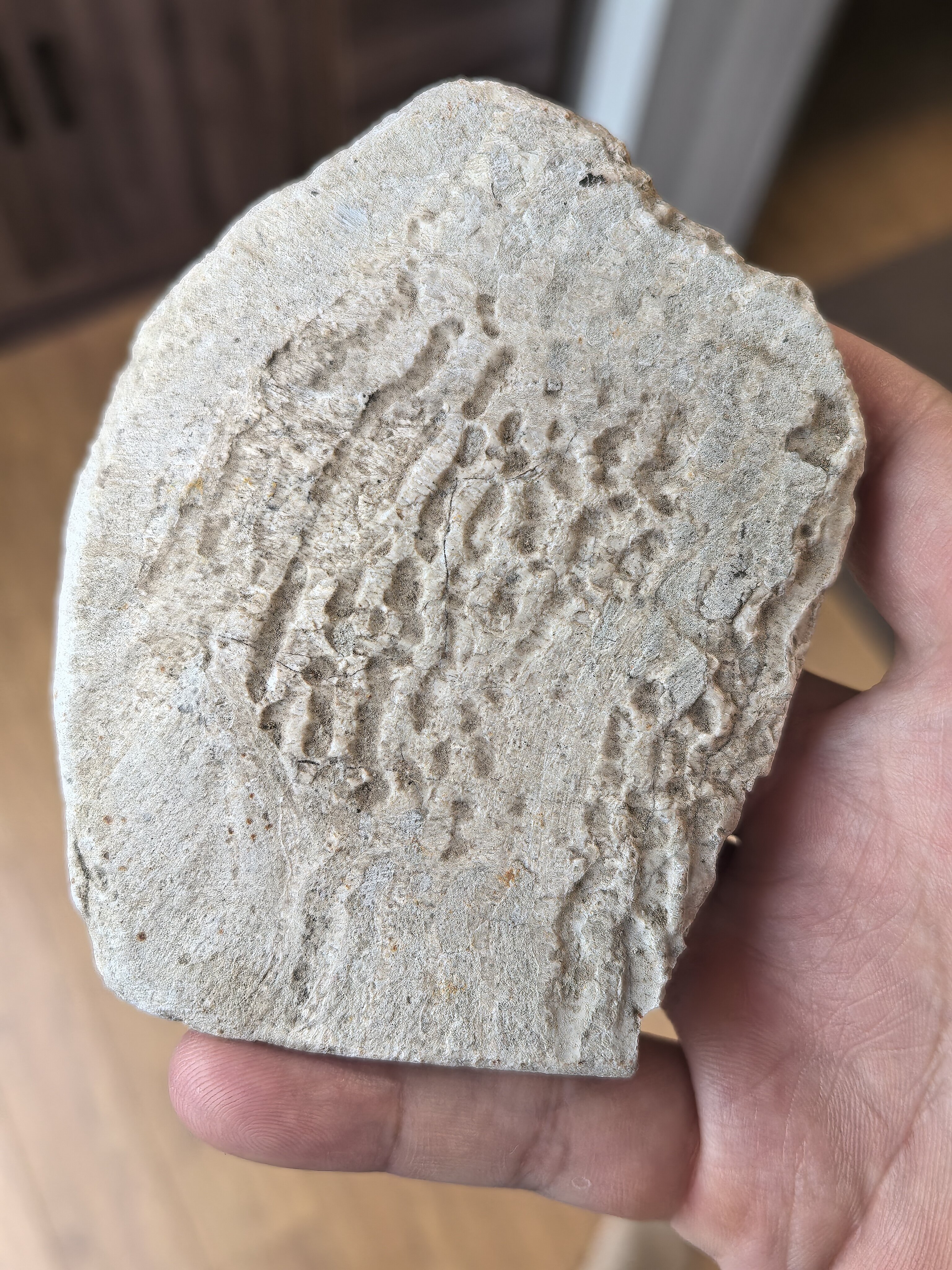 Turtle shell?duckbill?fossil ID - Fossil ID - The Fossil Forum