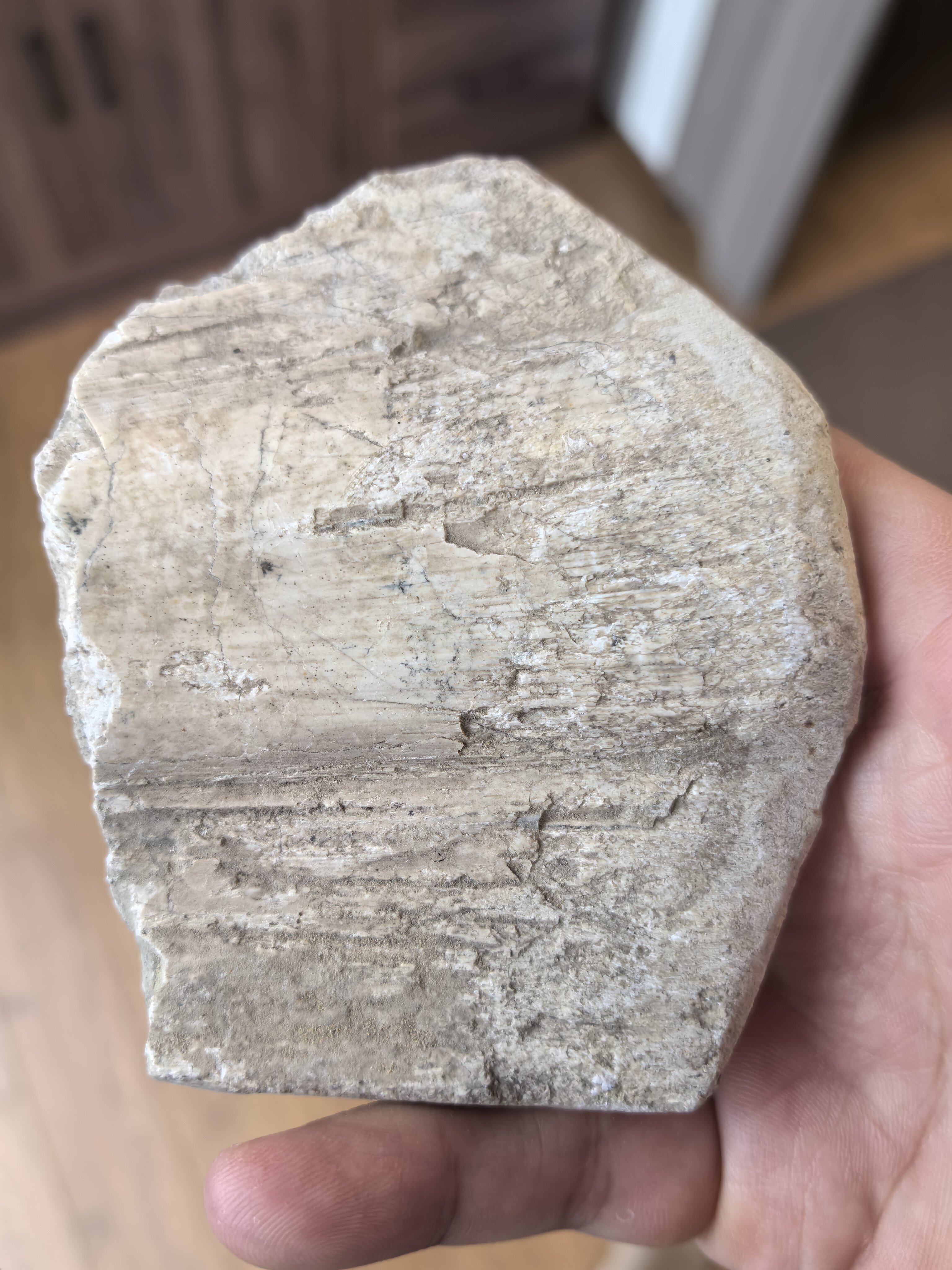 Turtle shell?duckbill?fossil ID - Fossil ID - The Fossil Forum