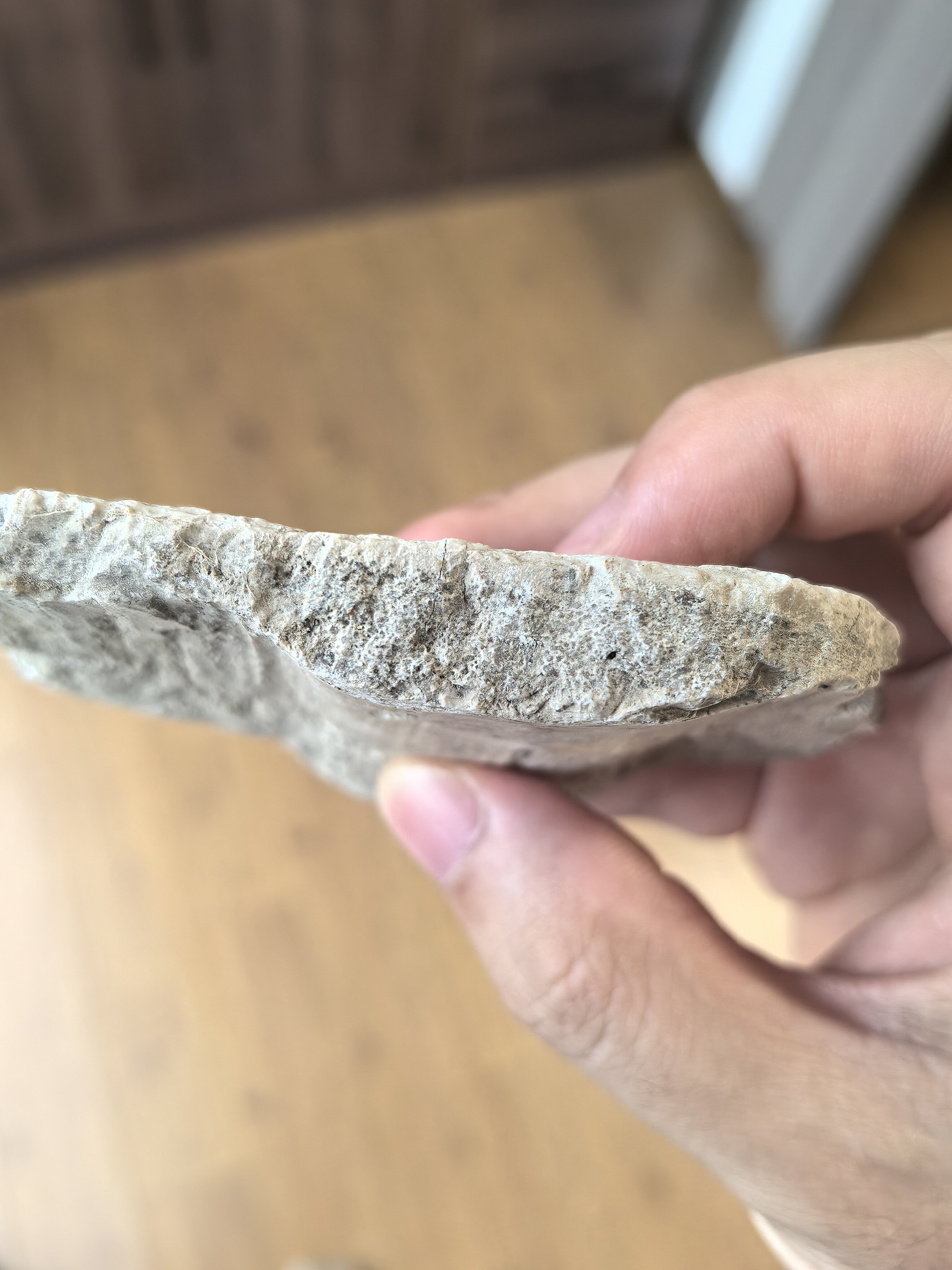 Turtle shell?duckbill?fossil ID - Fossil ID - The Fossil Forum