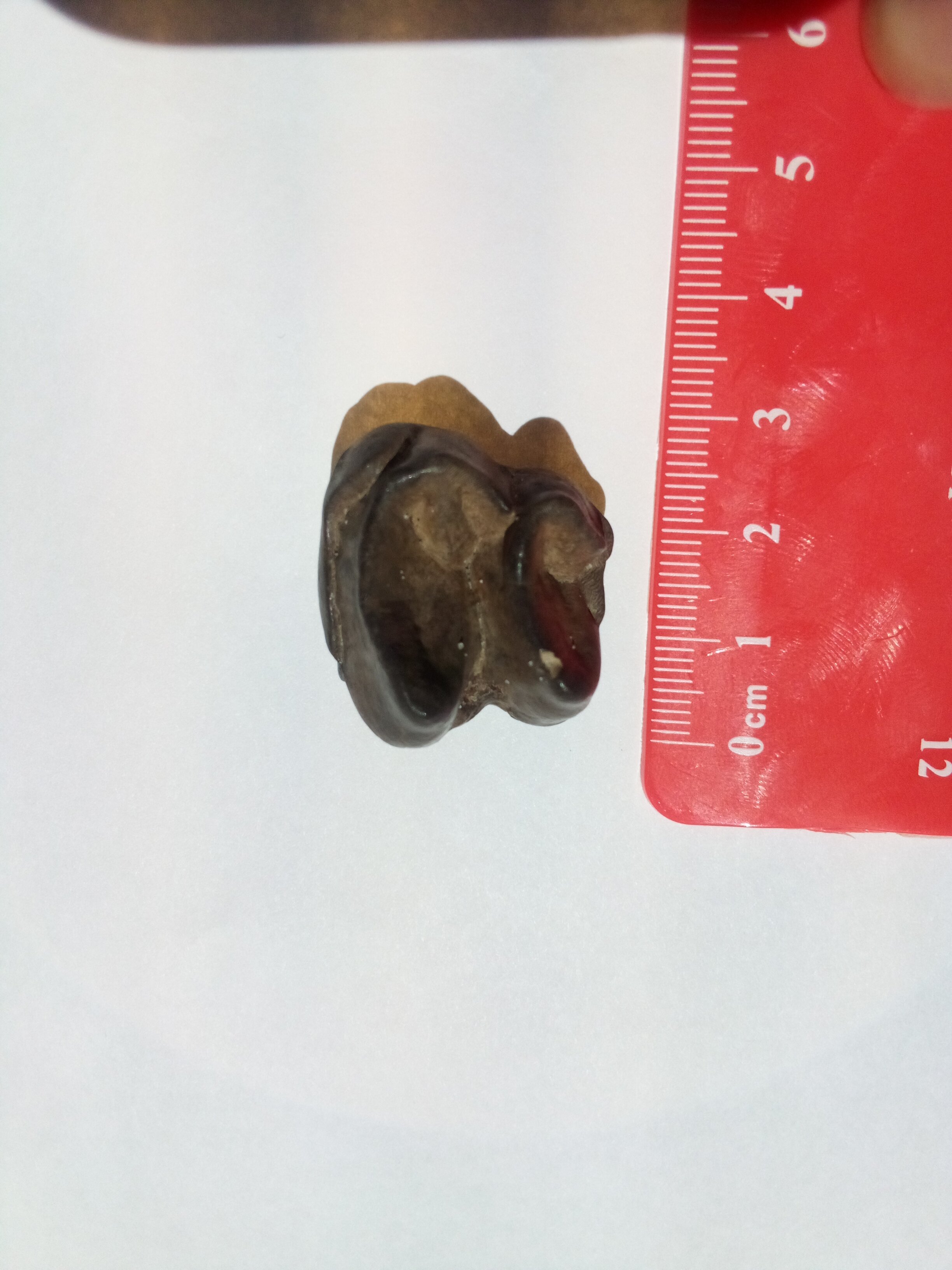 Tapir tooth? - Fossil ID - The Fossil Forum