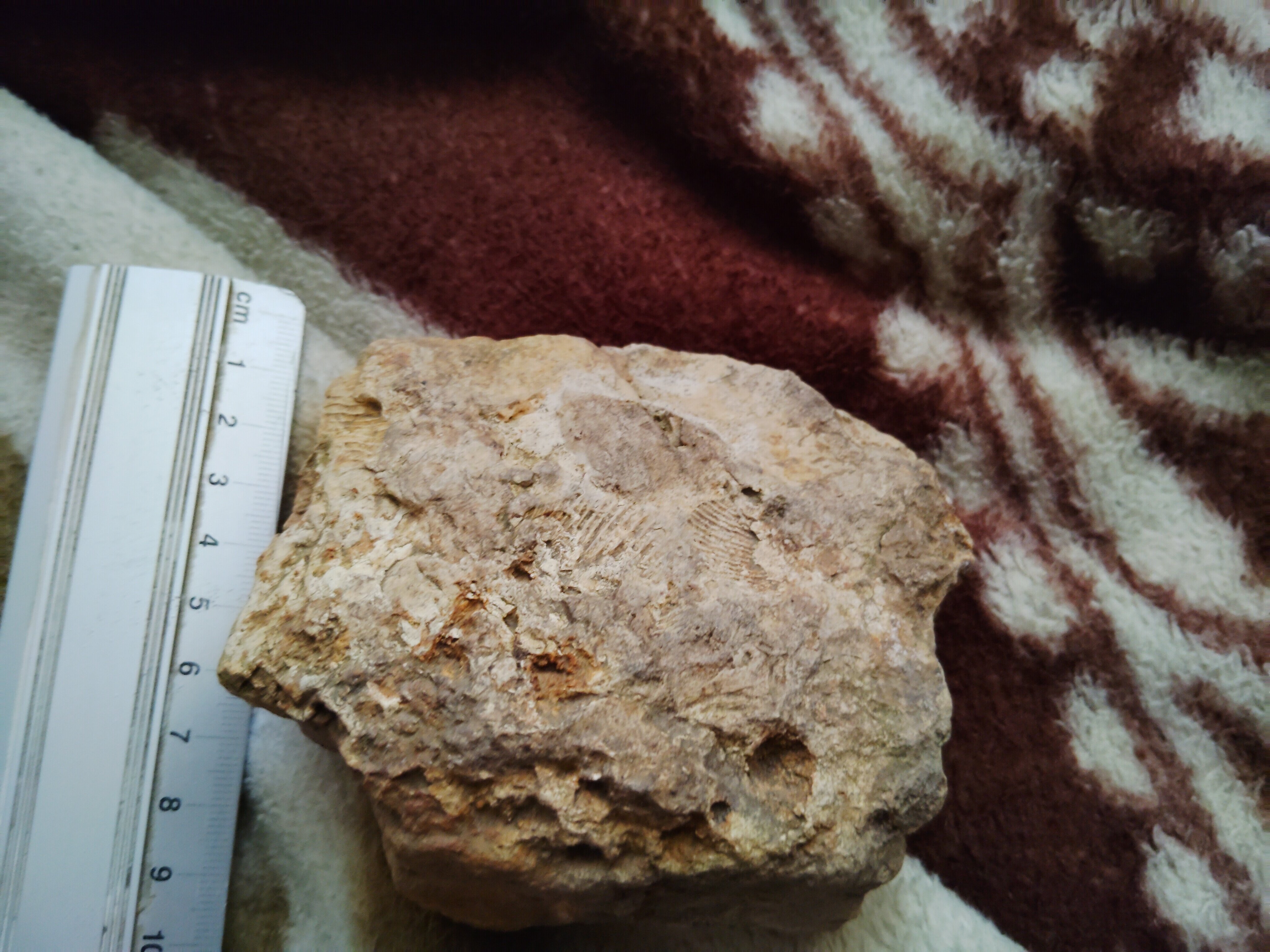 Shell fossil and ichnofossil - Fossil ID - The Fossil Forum