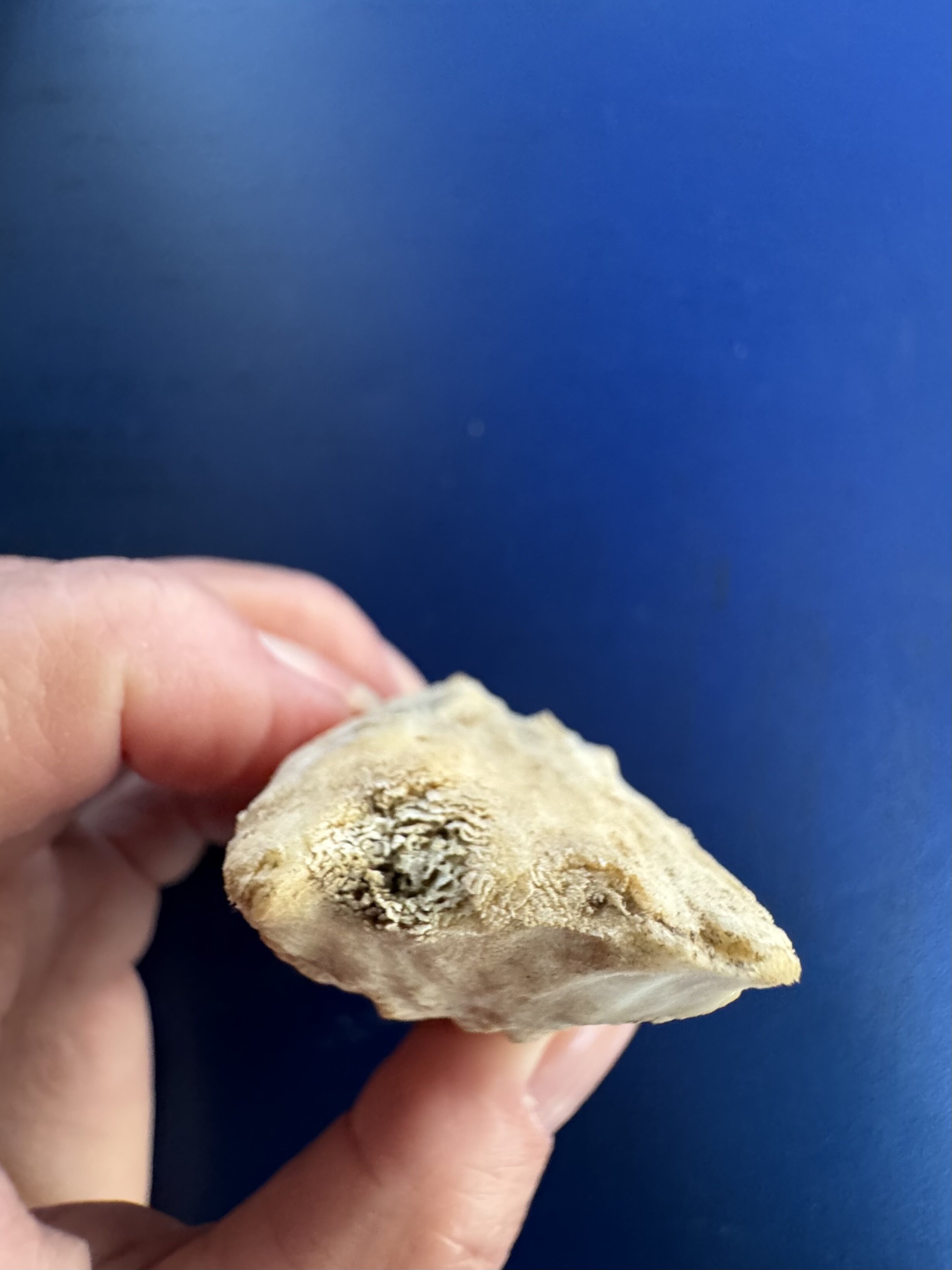 Found in Virginia backyard. What is it? - Fossil ID - The Fossil Forum