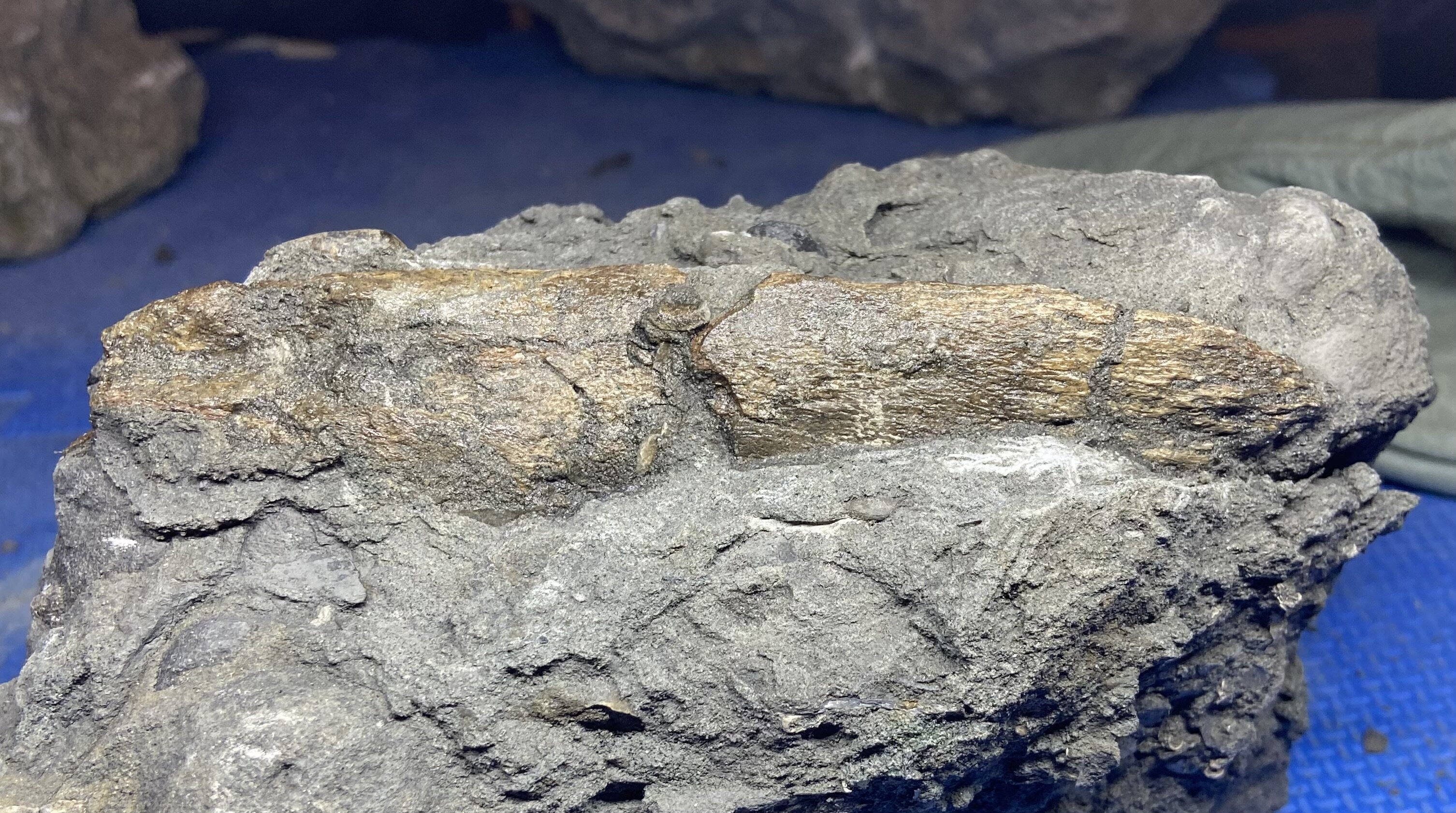 Bone from the Boulonnais region of France (again) - Fossil ID - The ...