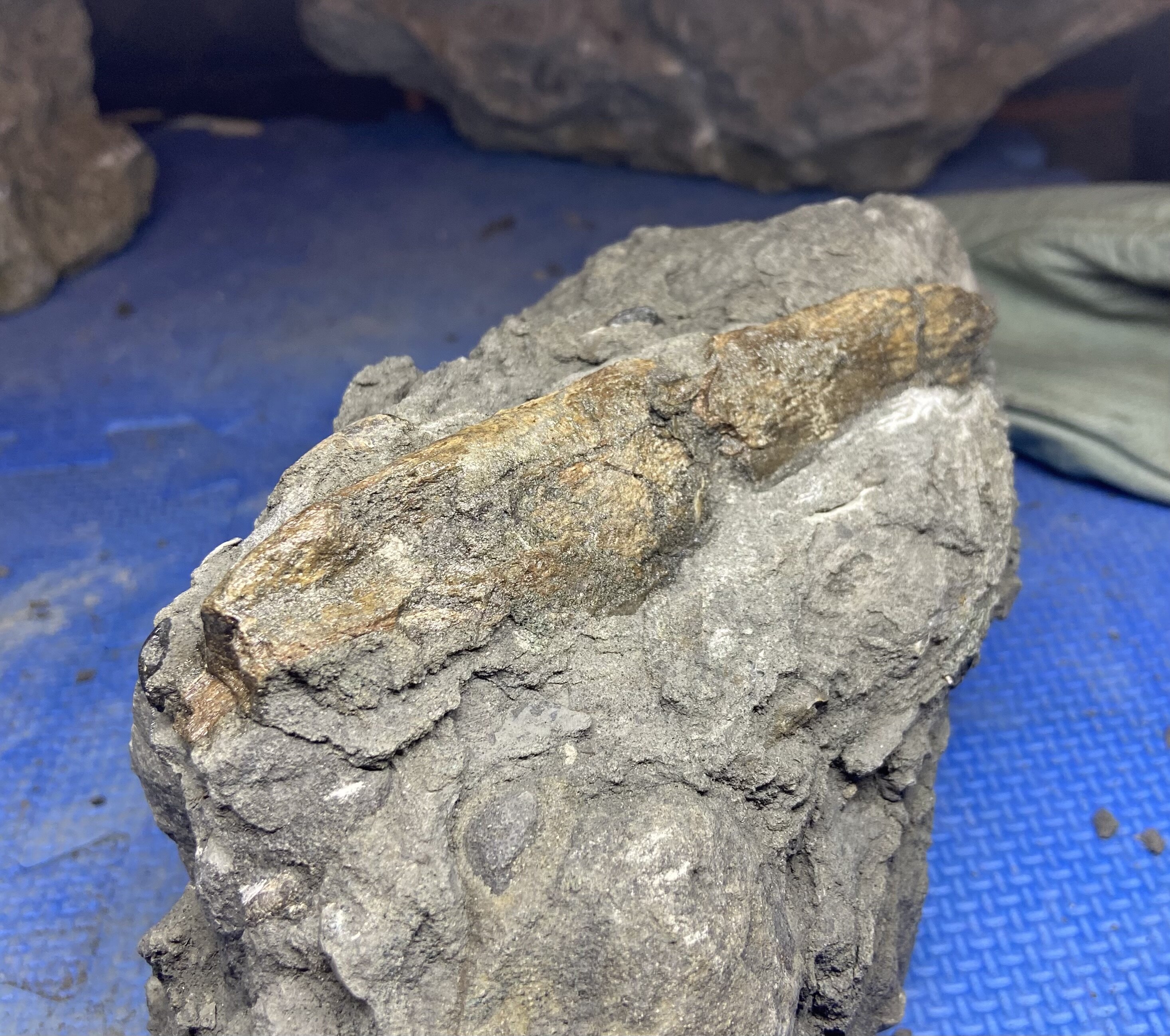 Bone from the Boulonnais region of France (again) - Fossil ID - The ...