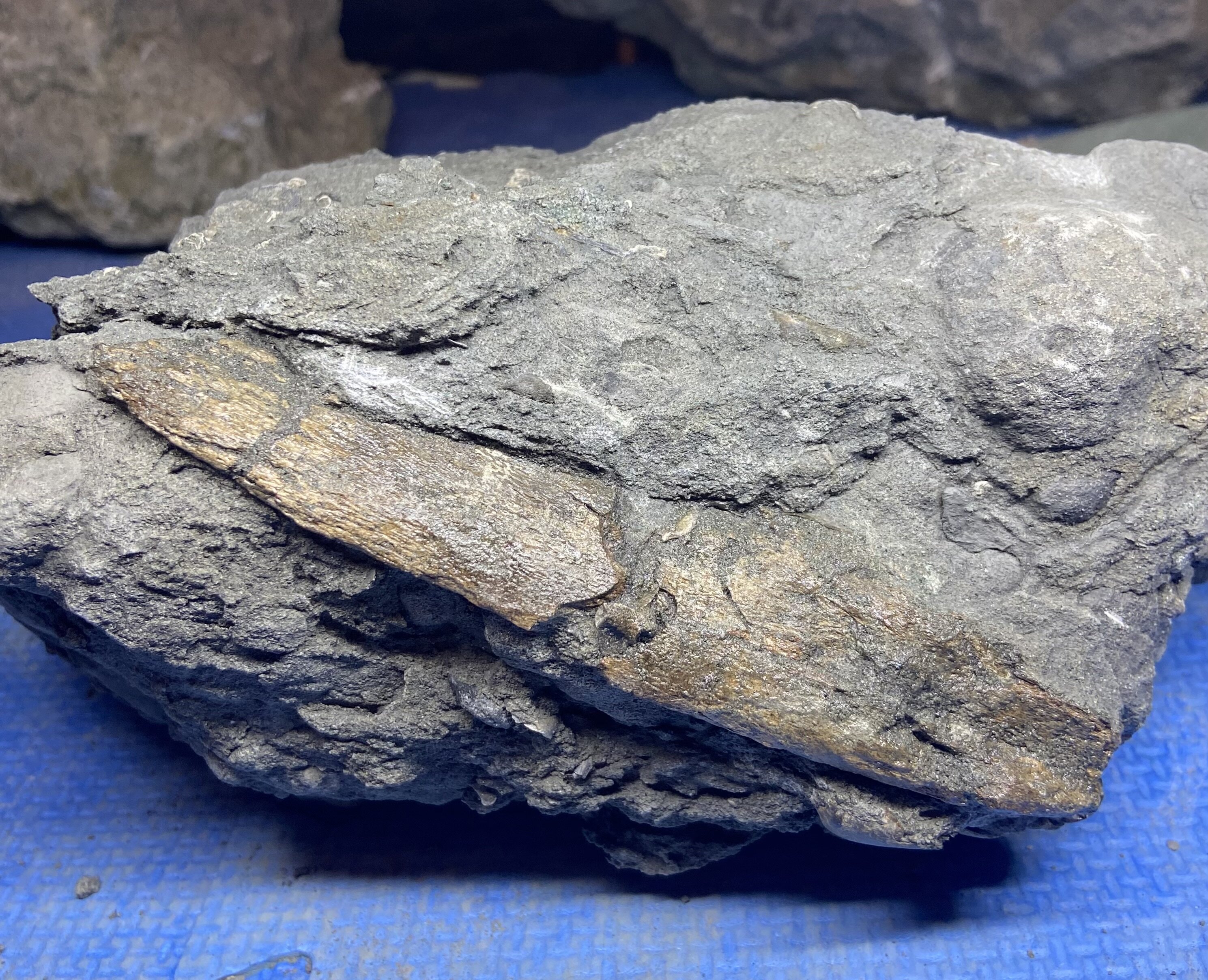 Bone from the Boulonnais region of France (again) - Fossil ID - The ...