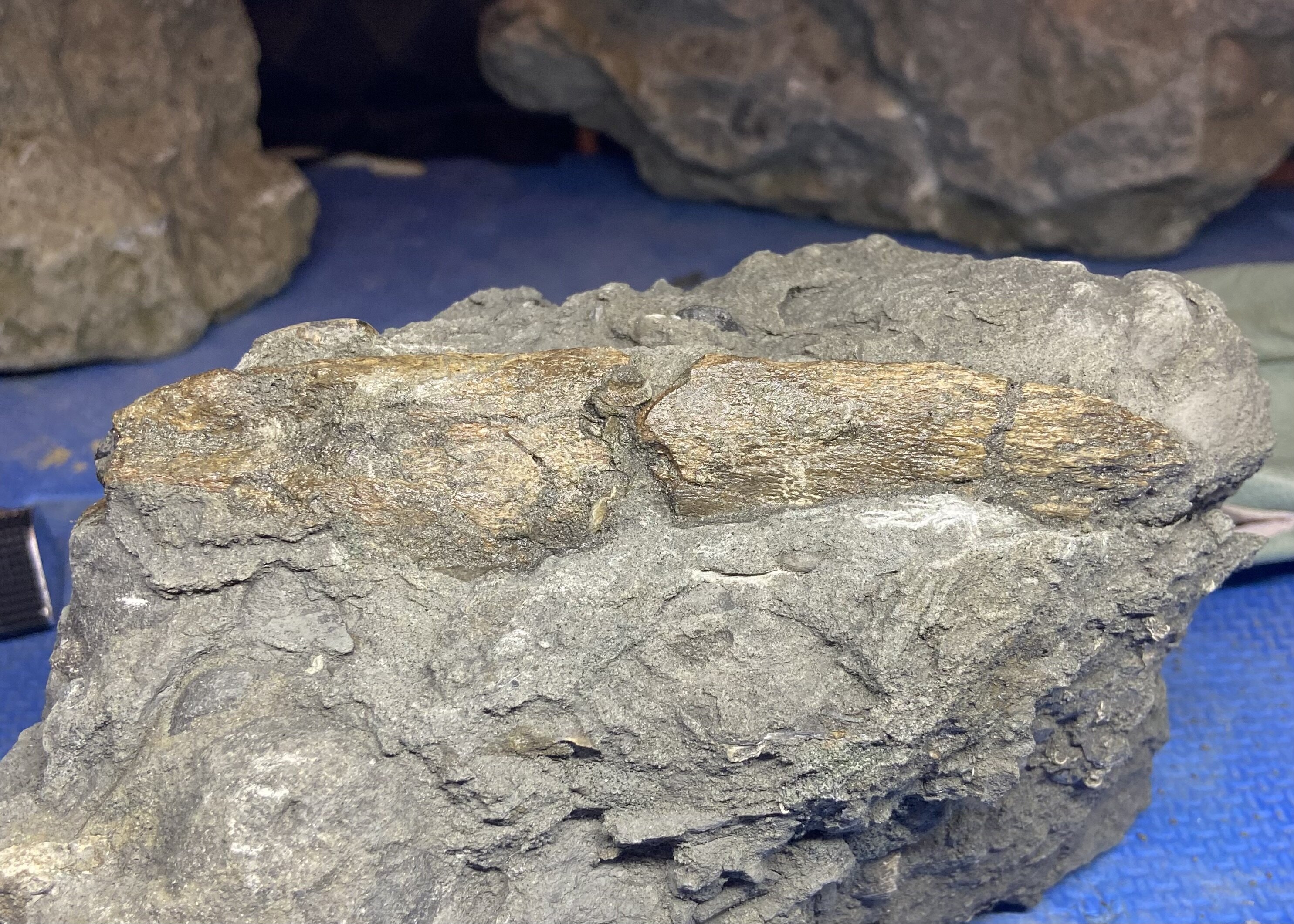 Bone from the Boulonnais region of France (again) - Fossil ID - The ...