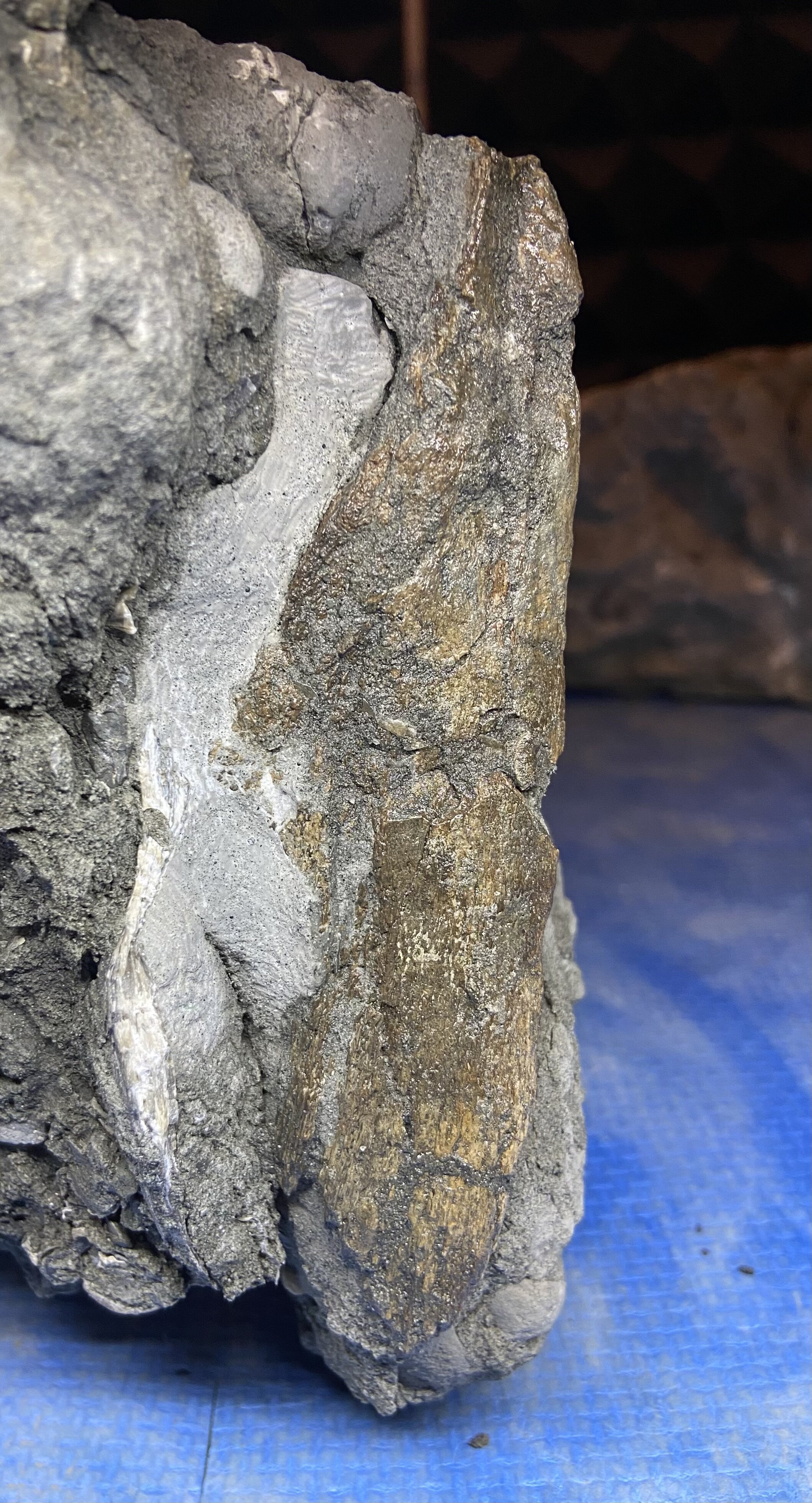 Bone from the Boulonnais region of France (again) - Fossil ID - The ...
