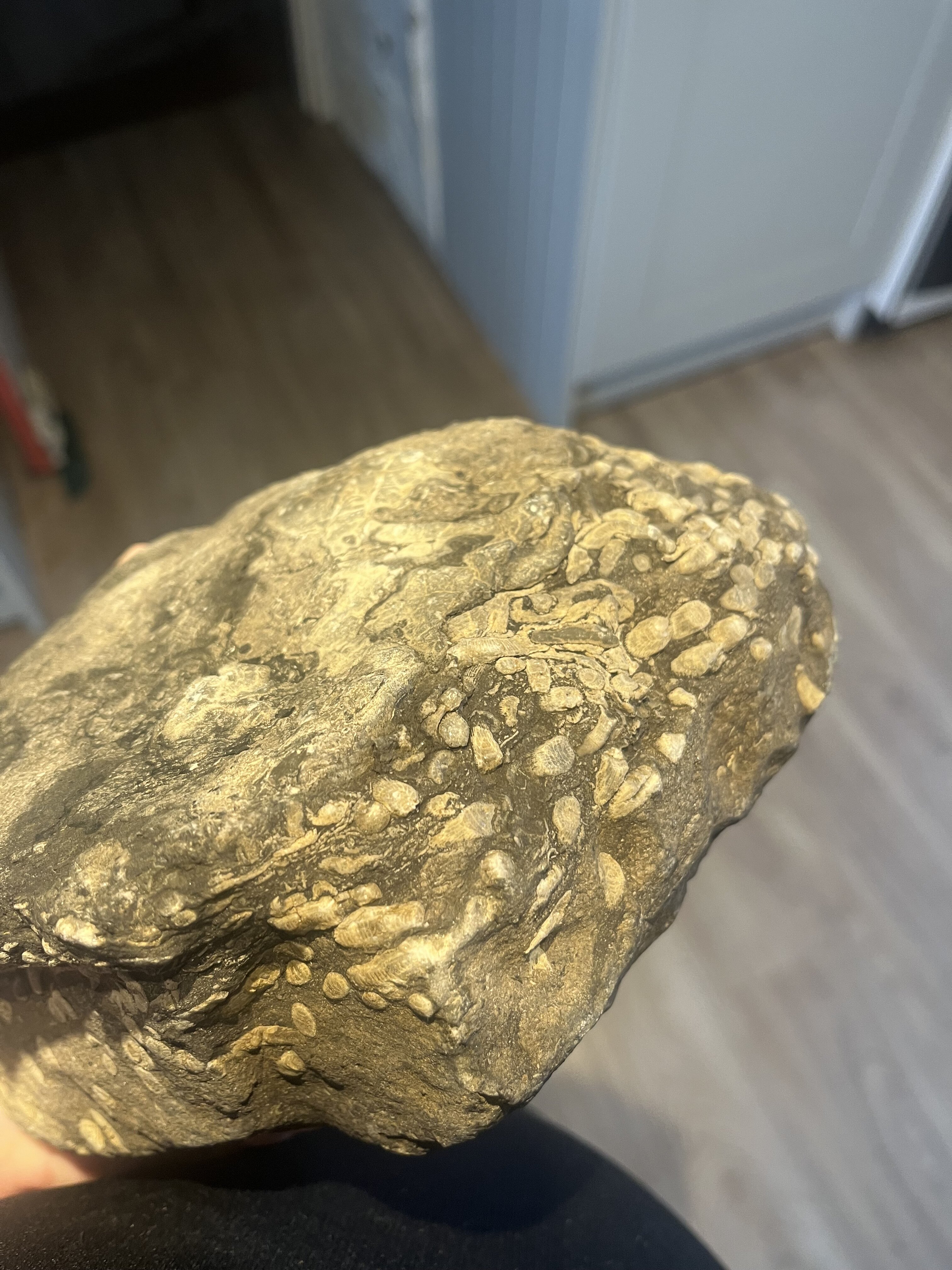 What are these fossils? - Fossil ID - The Fossil Forum