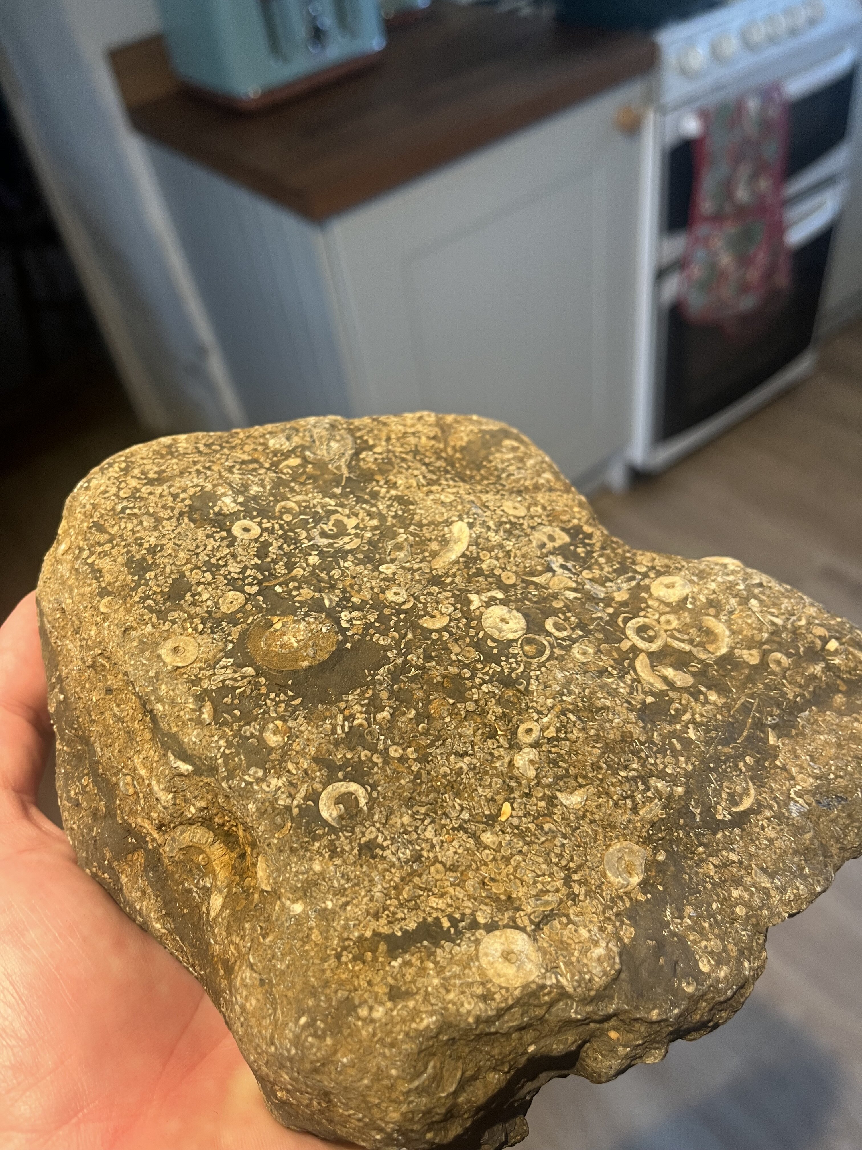 What are these fossils? - Fossil ID - The Fossil Forum