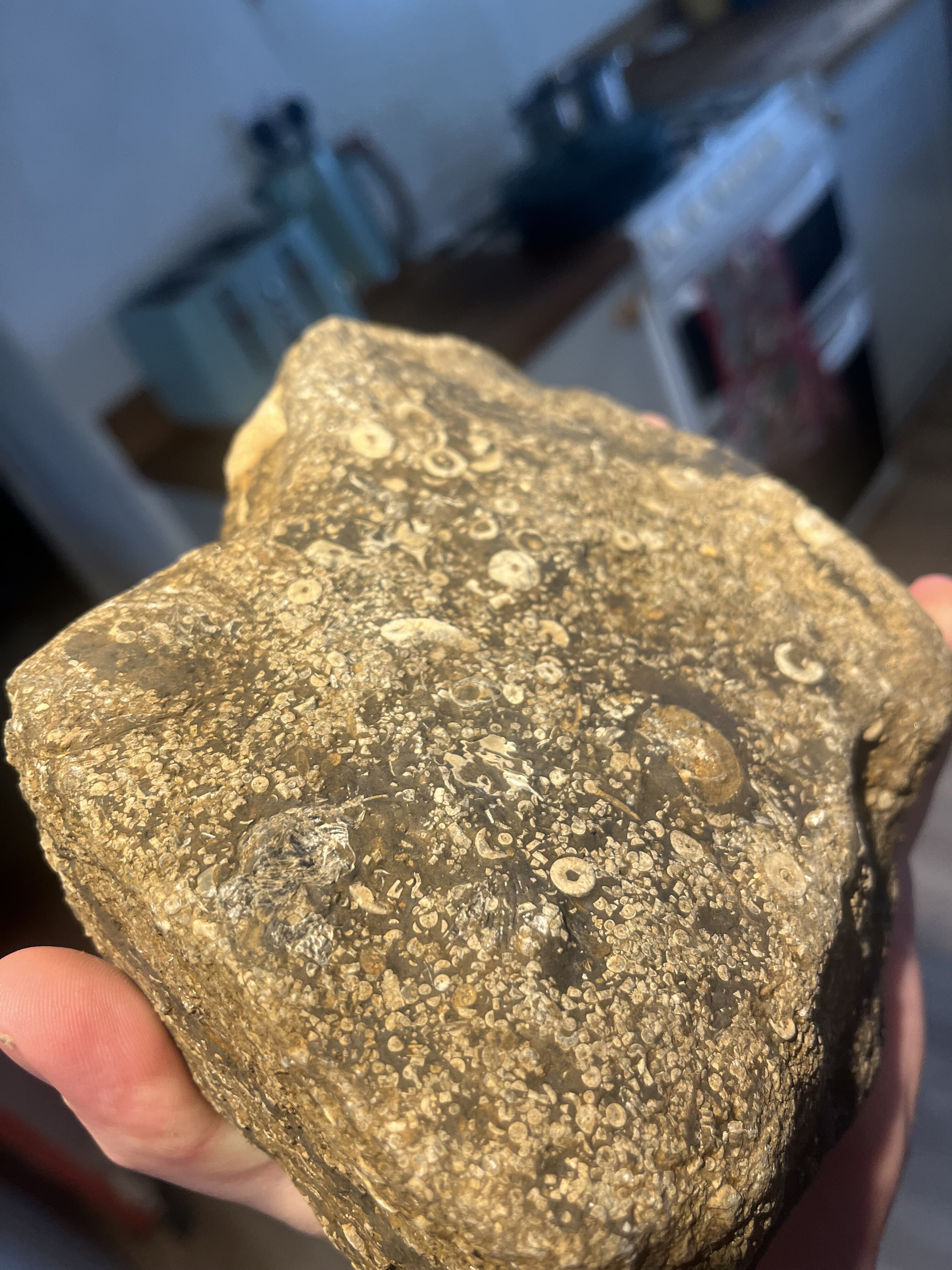 What are these fossils? - Fossil ID - The Fossil Forum