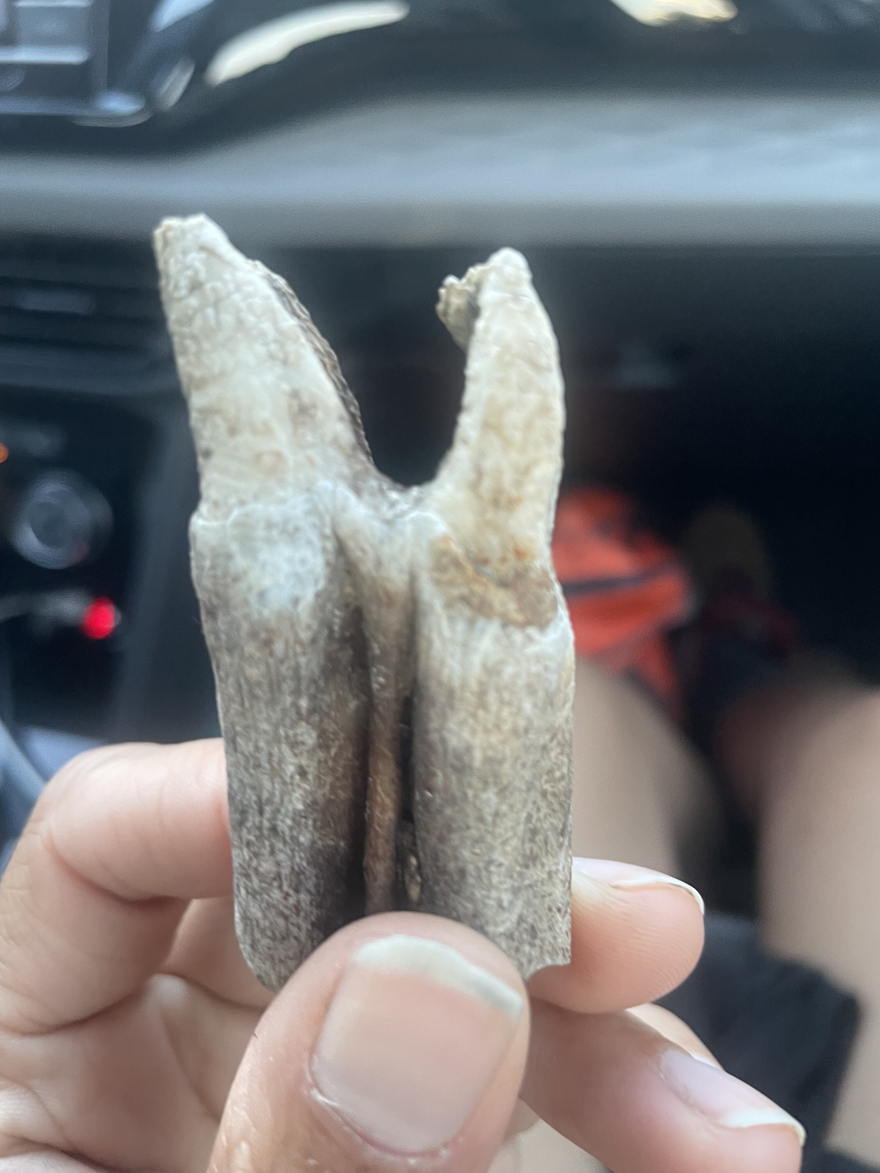 Canadian Rockies tooth ID - Fossil ID - The Fossil Forum