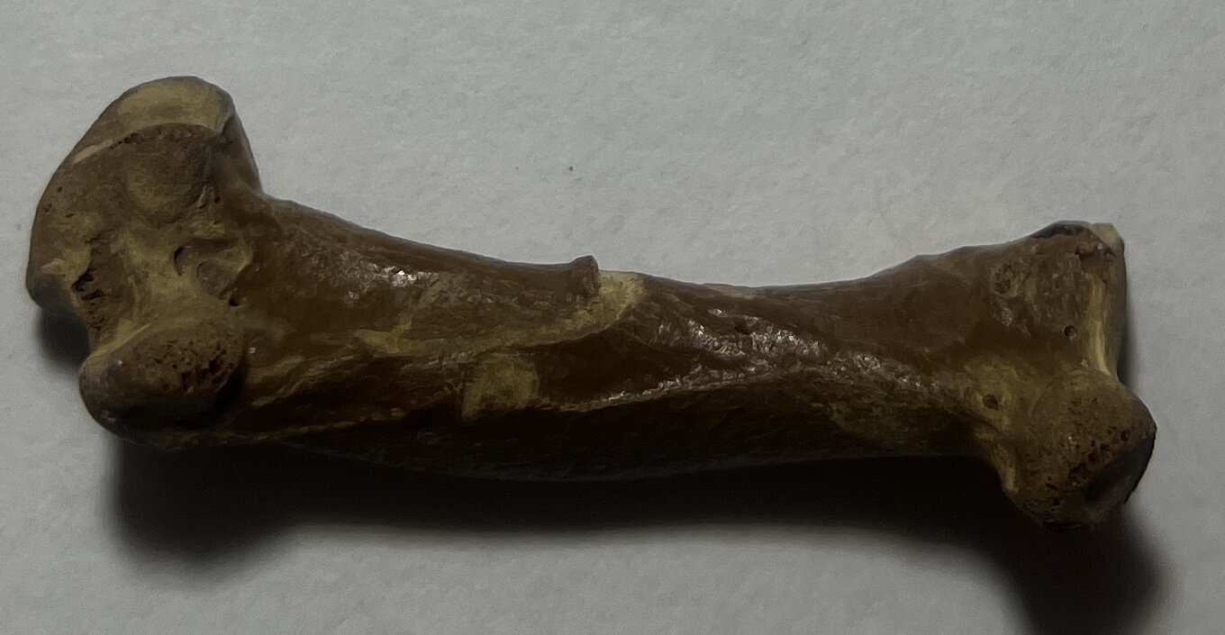 Predator Toe Bone? ID - Fossil ID - The Fossil Forum