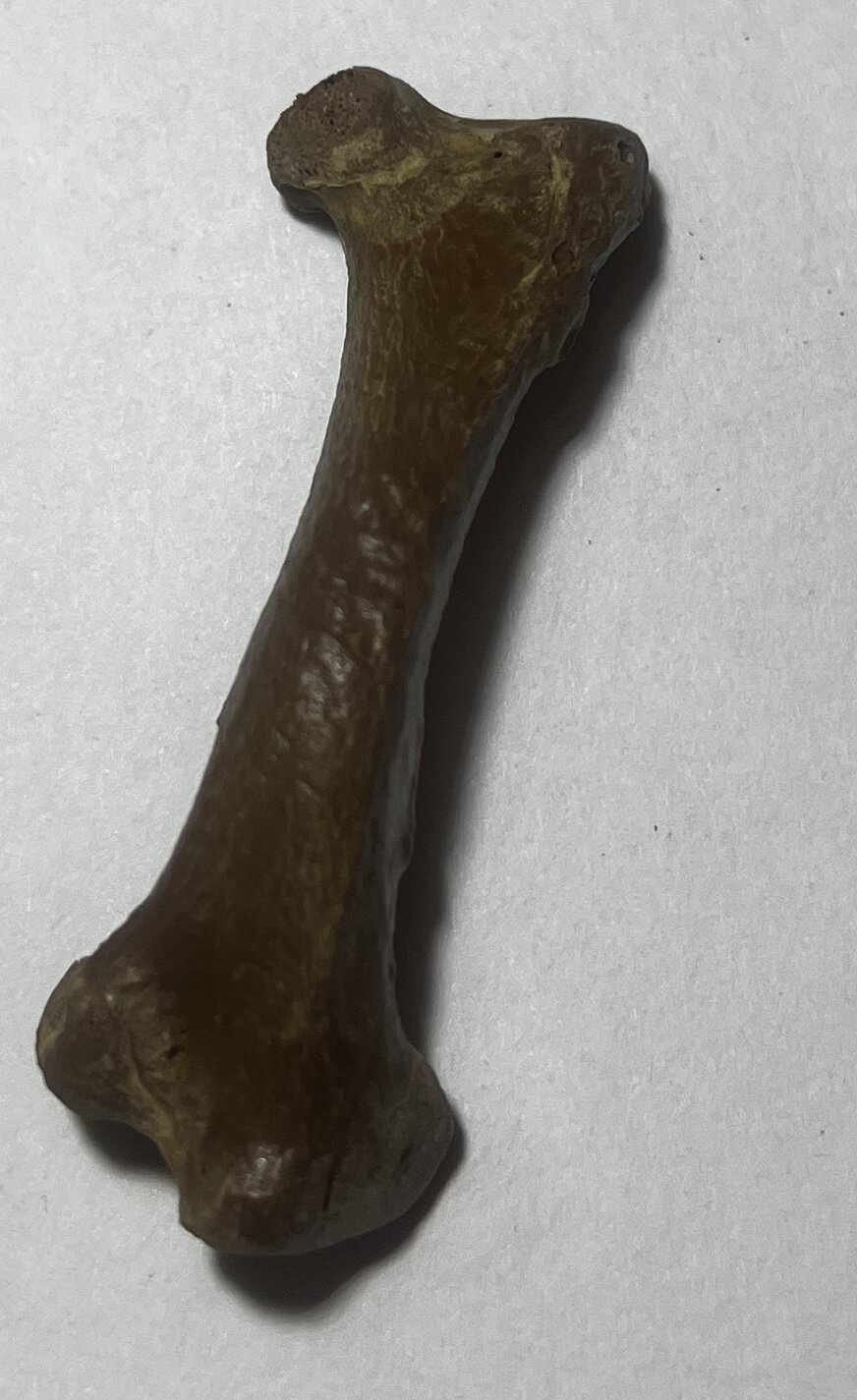 Predator Toe Bone? ID - Fossil ID - The Fossil Forum