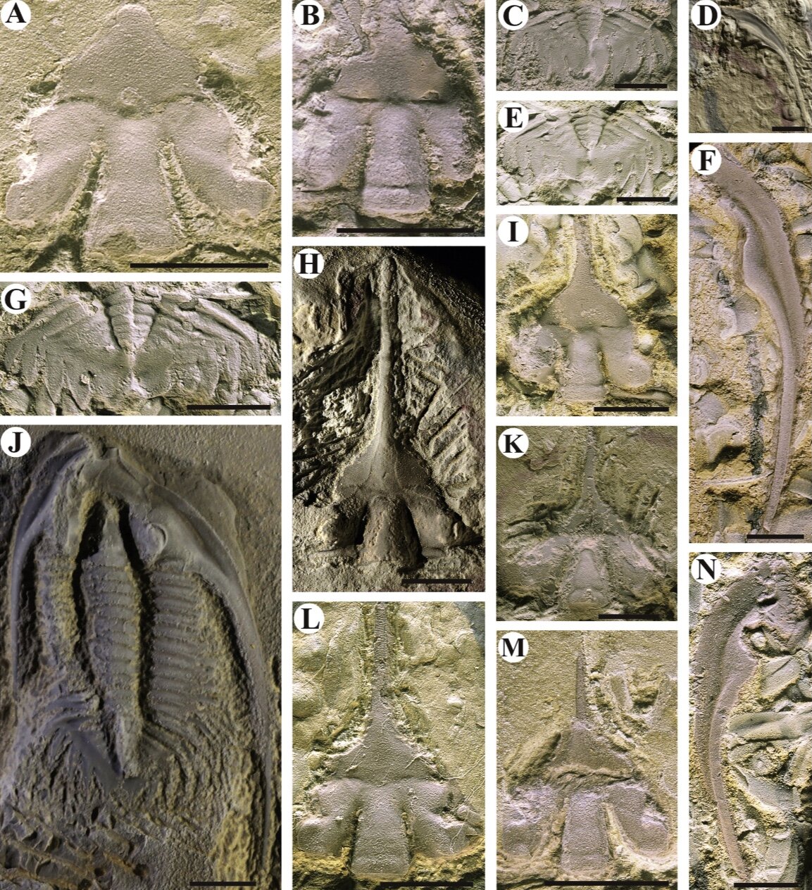 Cambrian - Carboniferous Spike Headed Trilobites - General Fossil ...