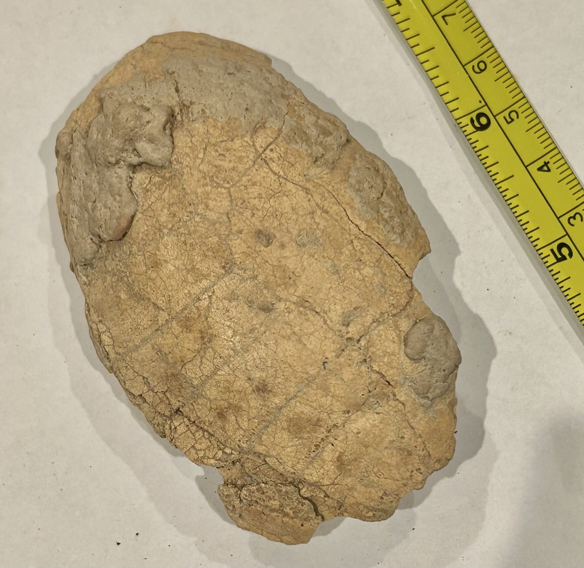 Pleistocene Turtle Carapace - Fossil ID - The Fossil Forum