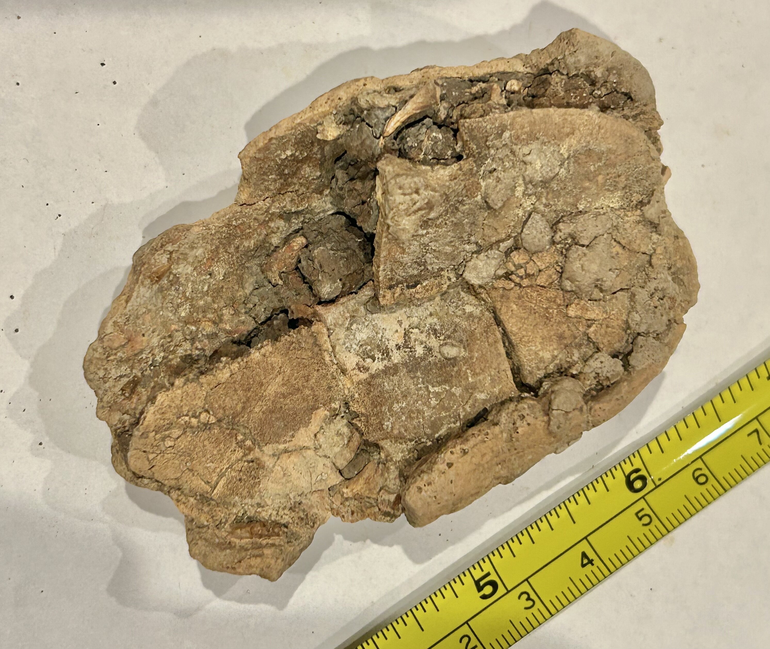 Pleistocene Turtle Carapace - Fossil ID - The Fossil Forum