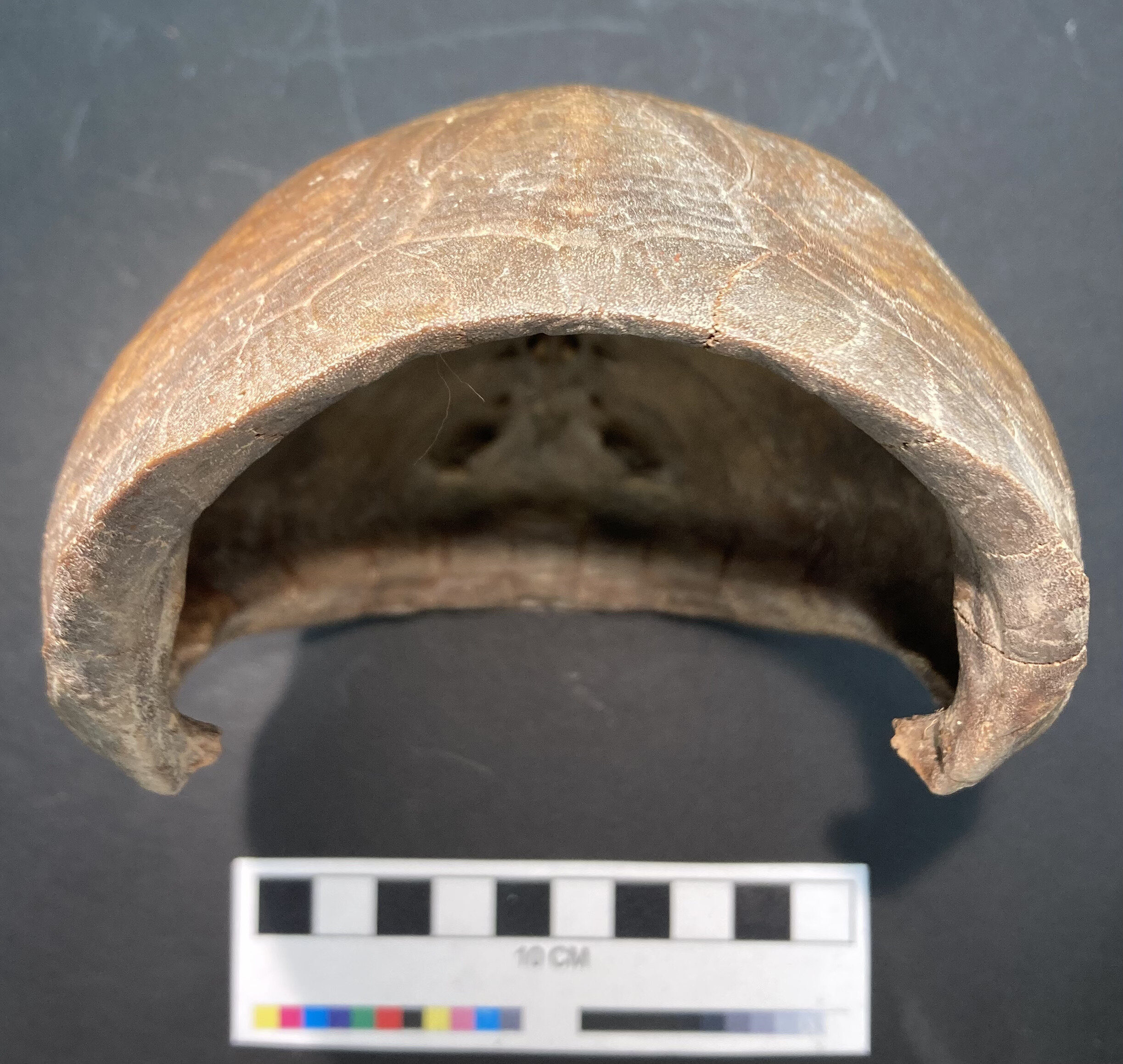 Pleistocene Turtle Carapace - Fossil ID - The Fossil Forum