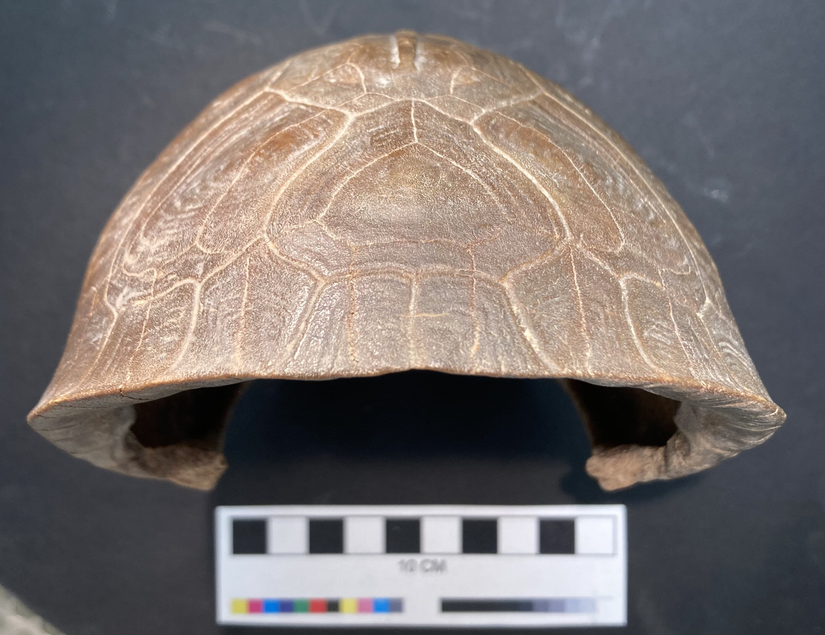 Pleistocene Turtle Carapace - Fossil ID - The Fossil Forum
