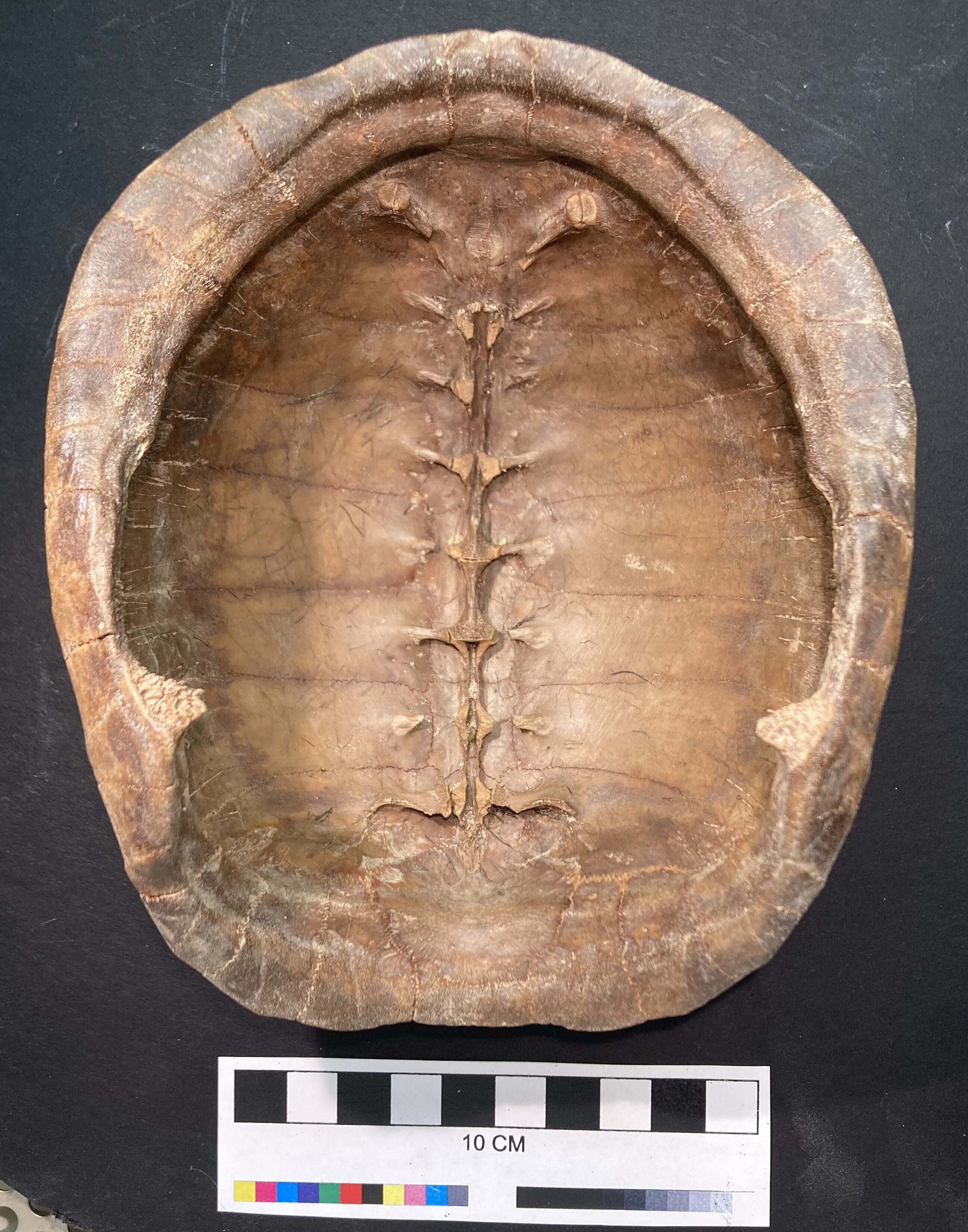 Pleistocene Turtle Carapace - Fossil ID - The Fossil Forum