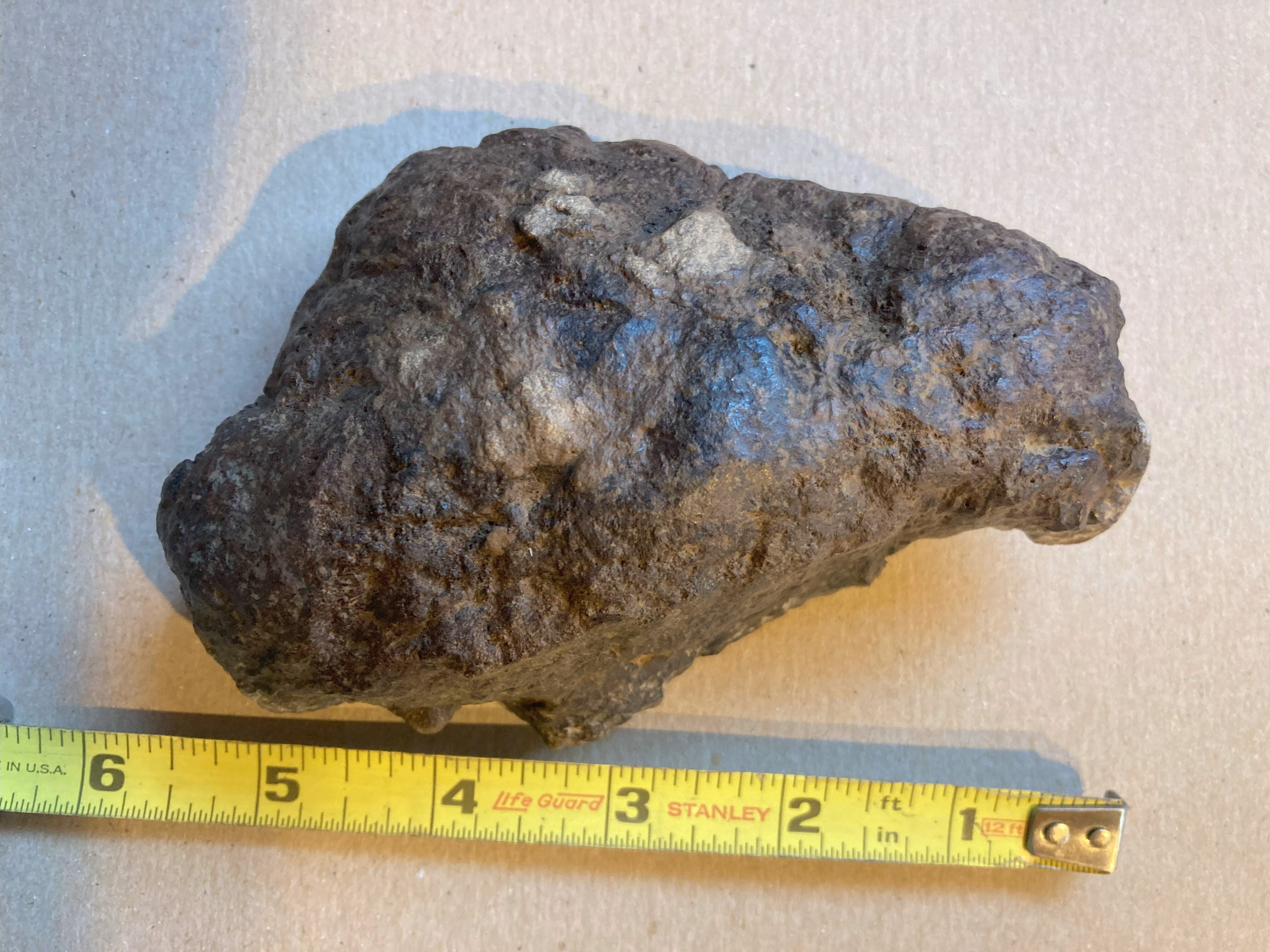 Ankylosaurus tail club? - Fossil ID - The Fossil Forum