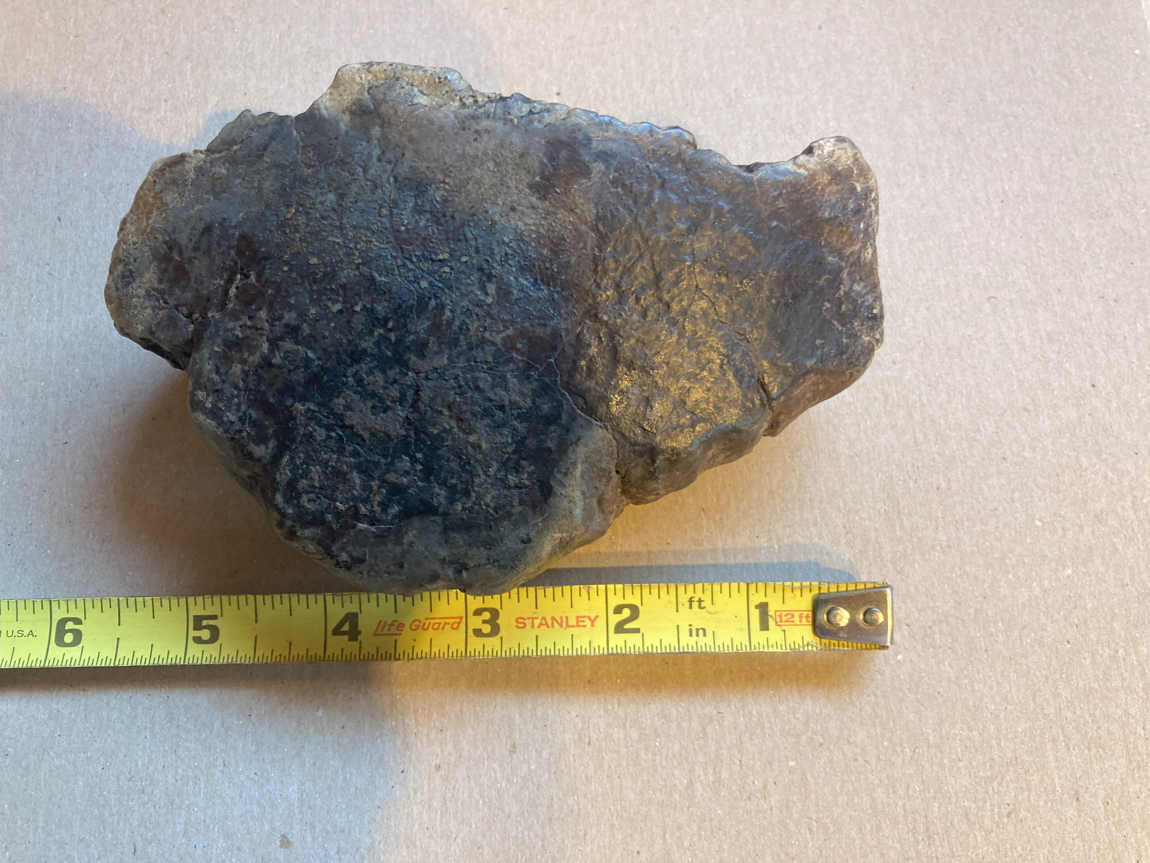 Ankylosaurus tail club? - Fossil ID - The Fossil Forum