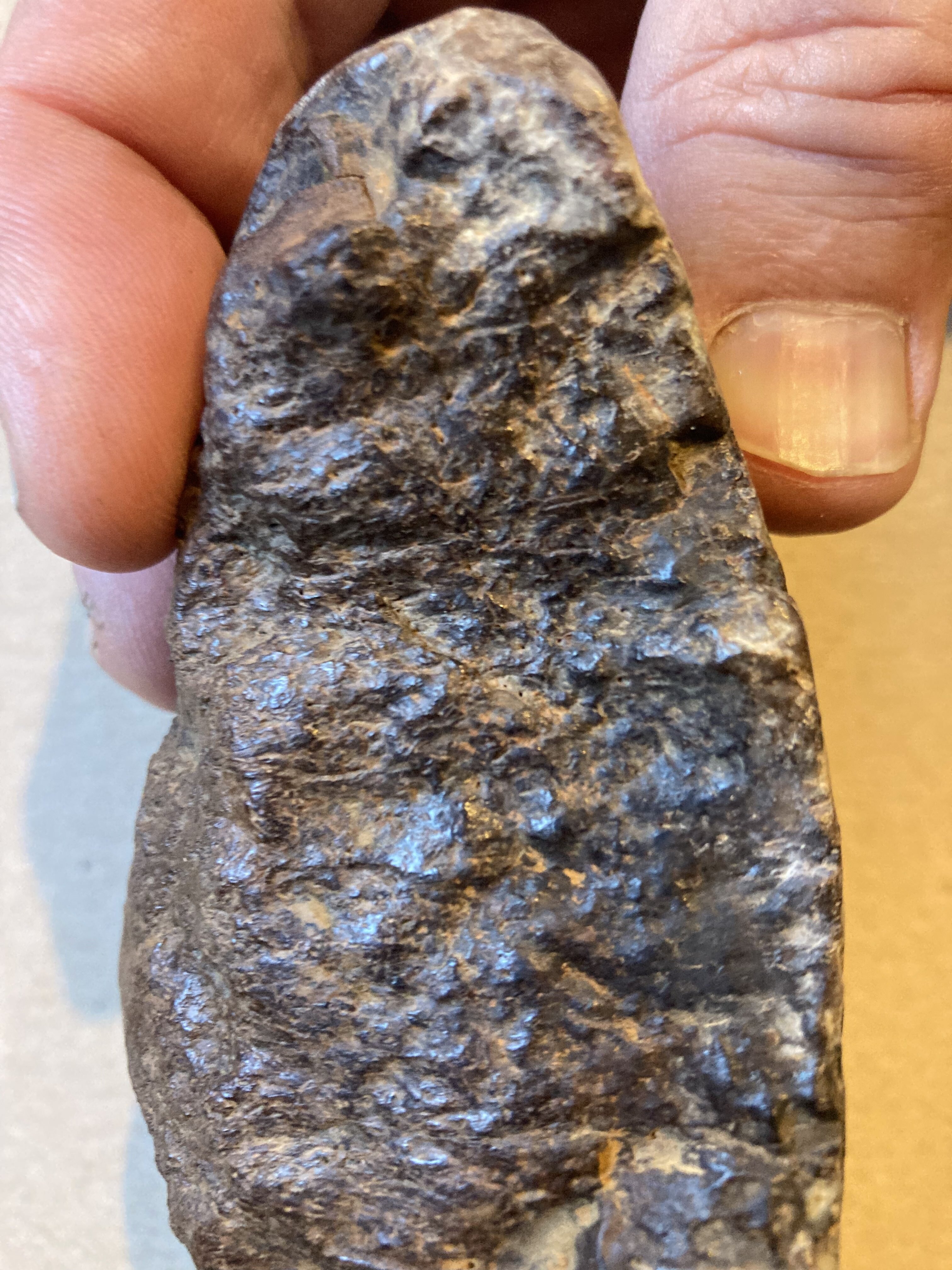 Ankylosaurus tail club? - Fossil ID - The Fossil Forum