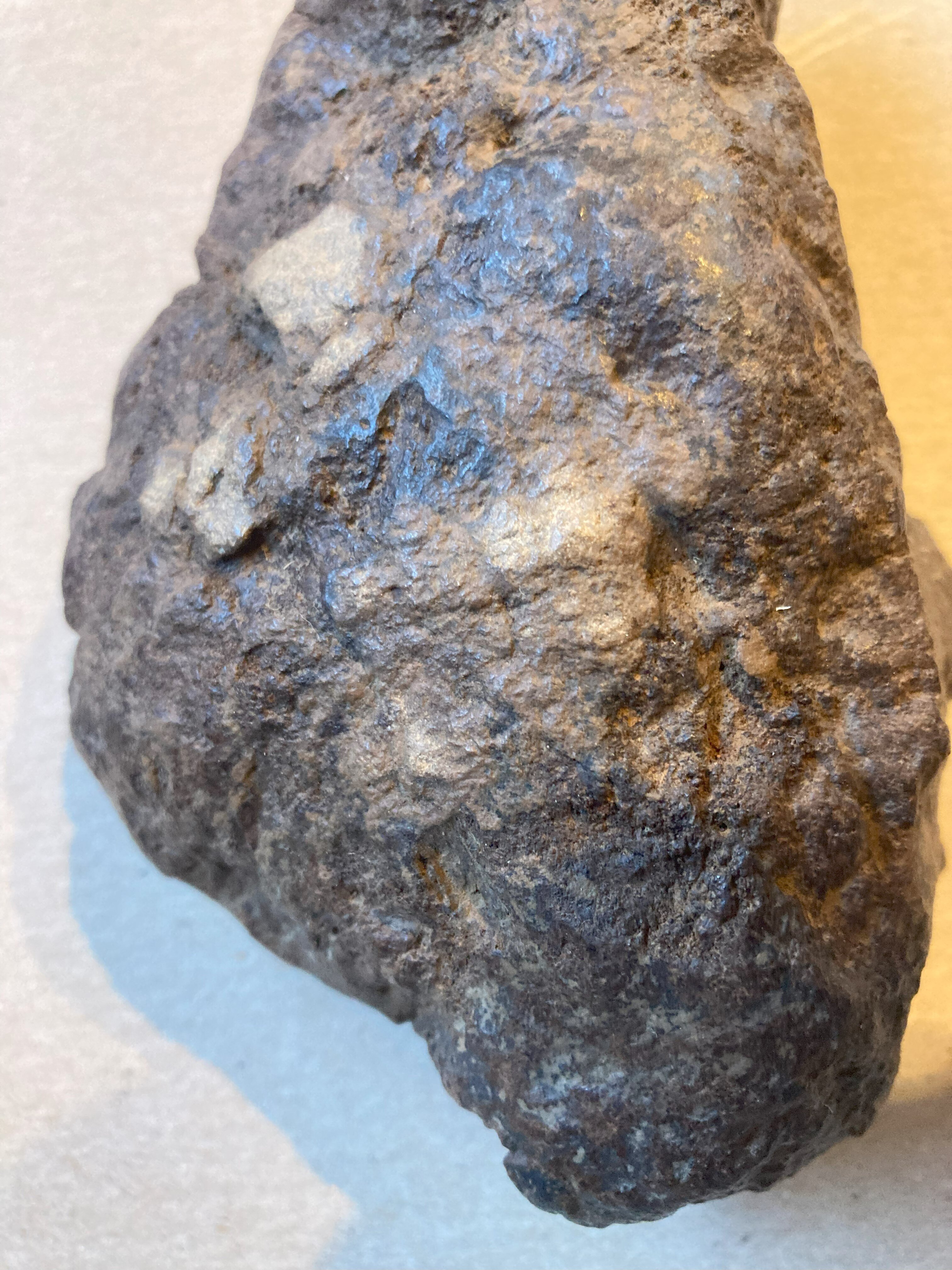 Ankylosaurus tail club? - Fossil ID - The Fossil Forum