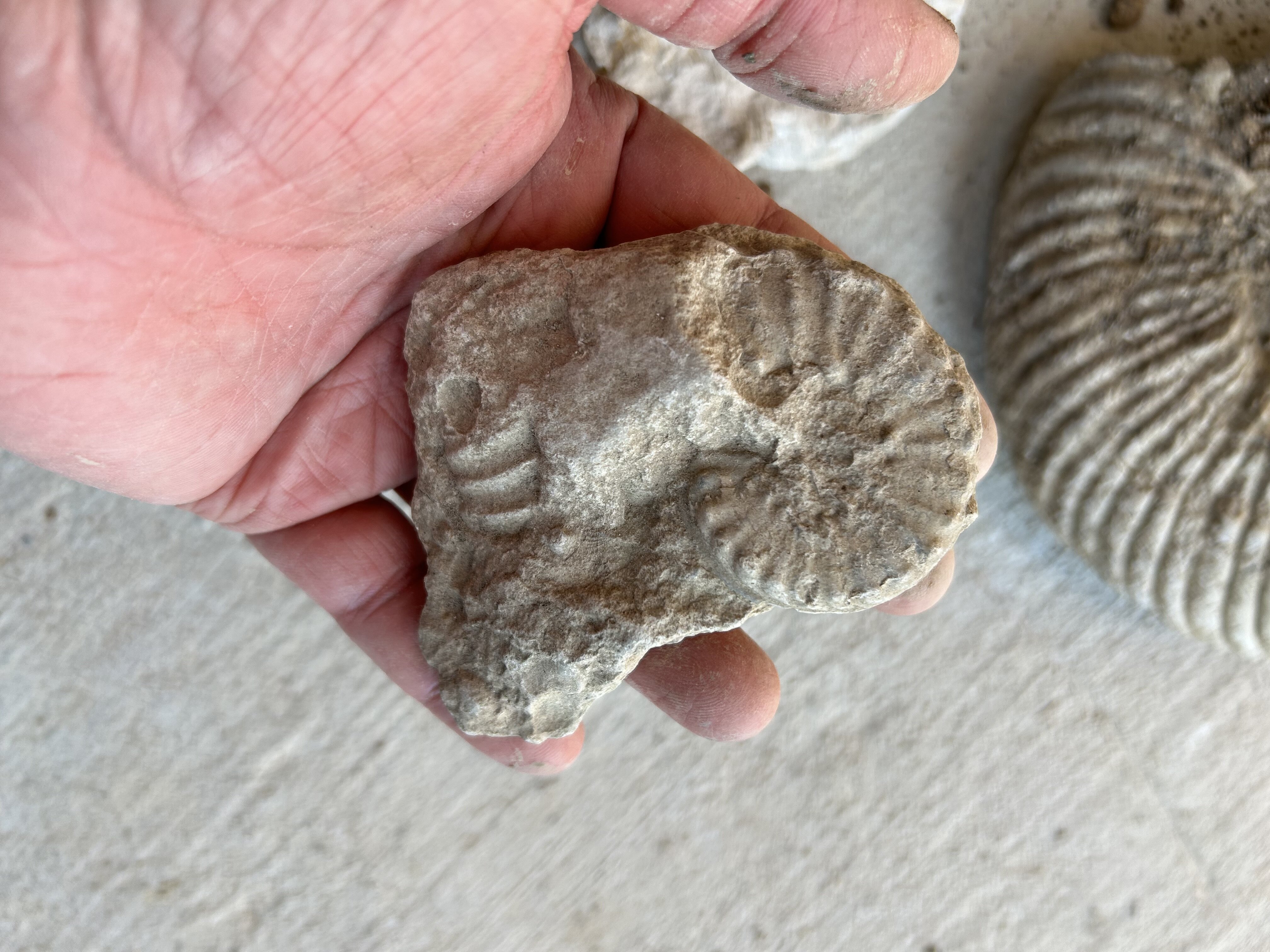 Olympic gold in long-distance fossil carry (FW Formation He-Man ...
