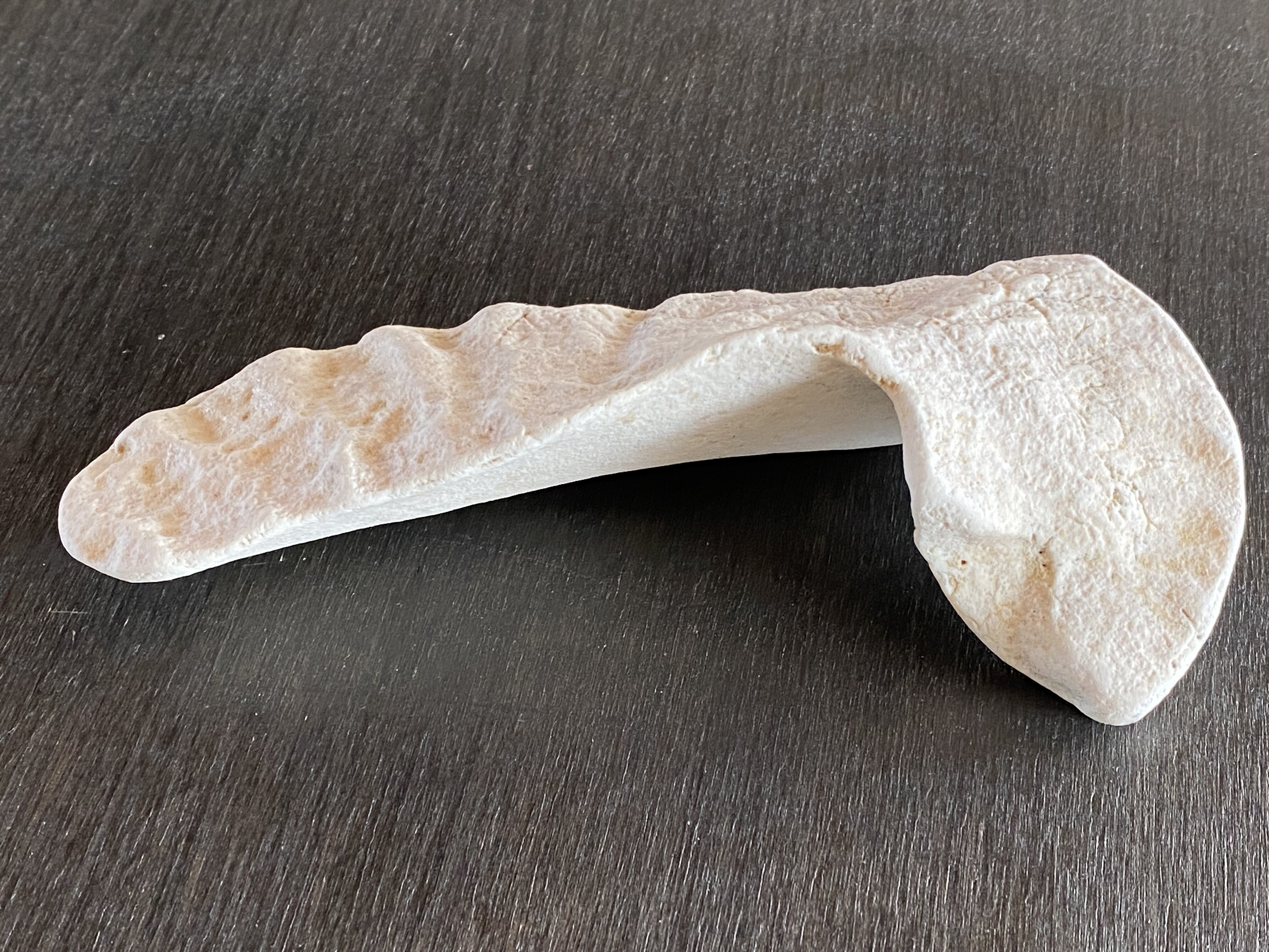 Sea turtle flipper? - Fossil ID - The Fossil Forum