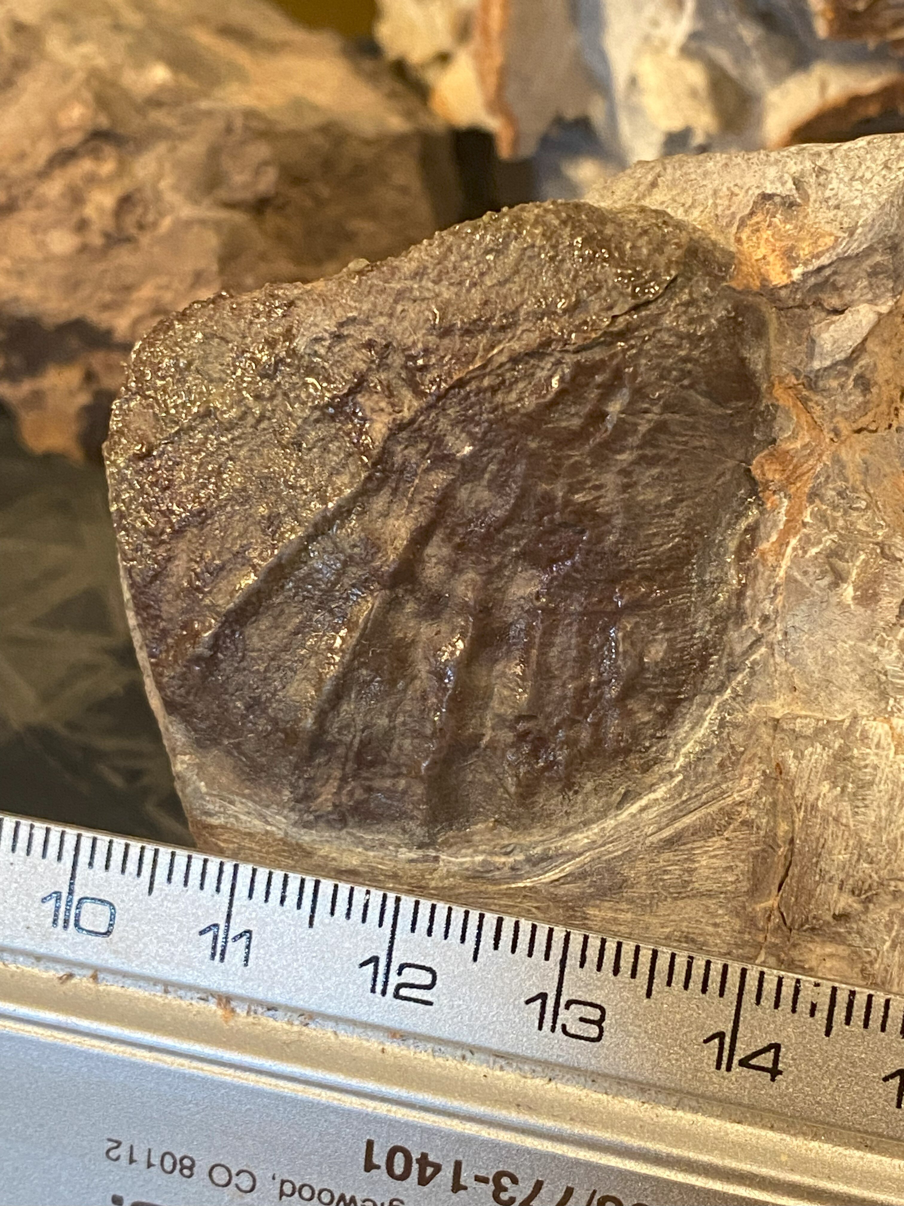 Fossil from Moab, Utah area, Potash Rd. Honaker Trail Formation ...