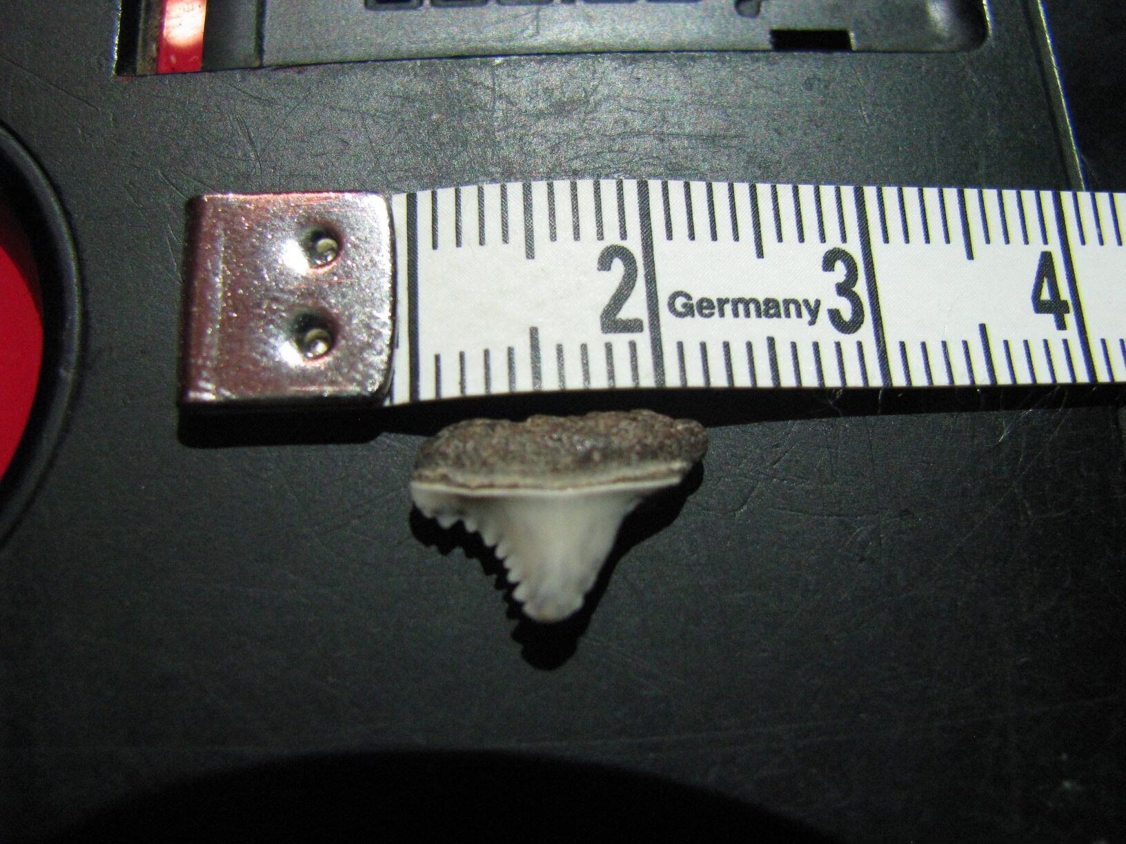 Shark tooth Myrtle Beach ID - Fossil ID - The Fossil Forum