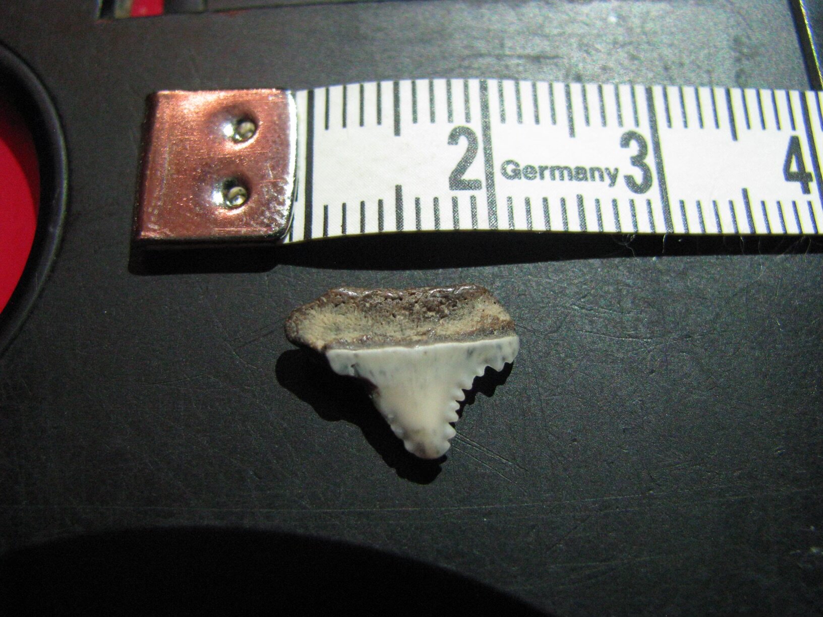 Shark tooth Myrtle Beach ID - Fossil ID - The Fossil Forum