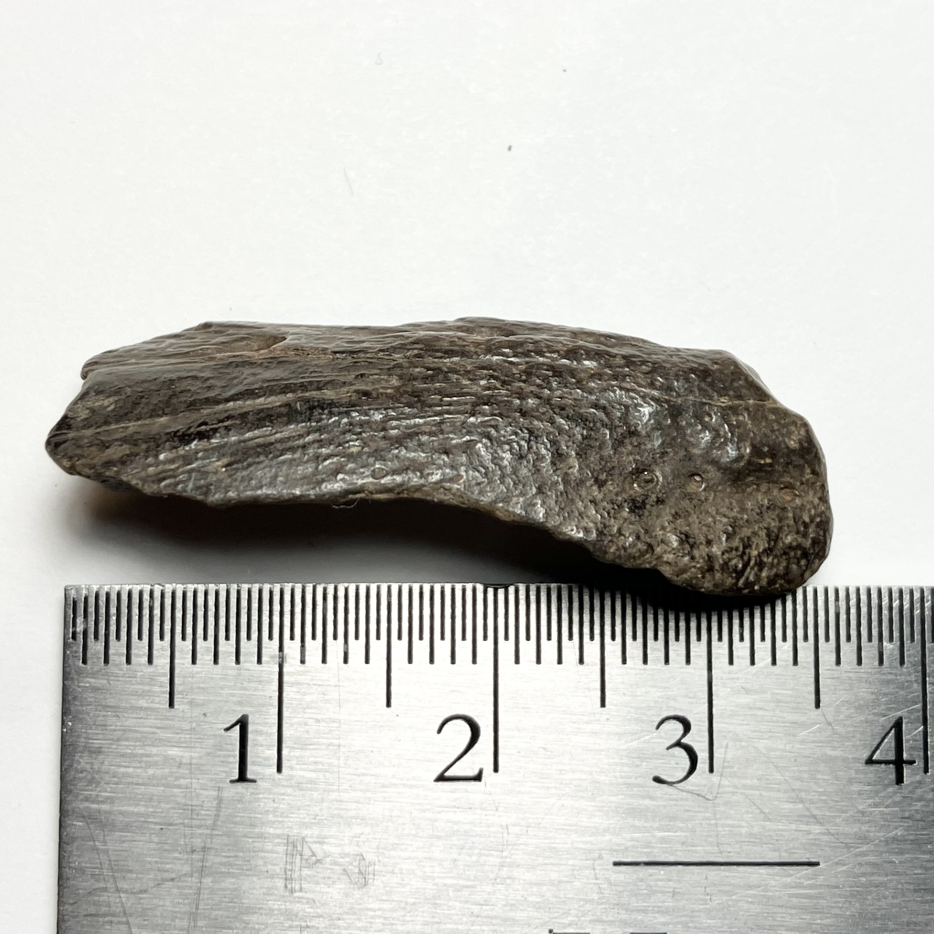 Glacial Mandible- Fish, Turtle, Amphibian or other? Alveoli present ...