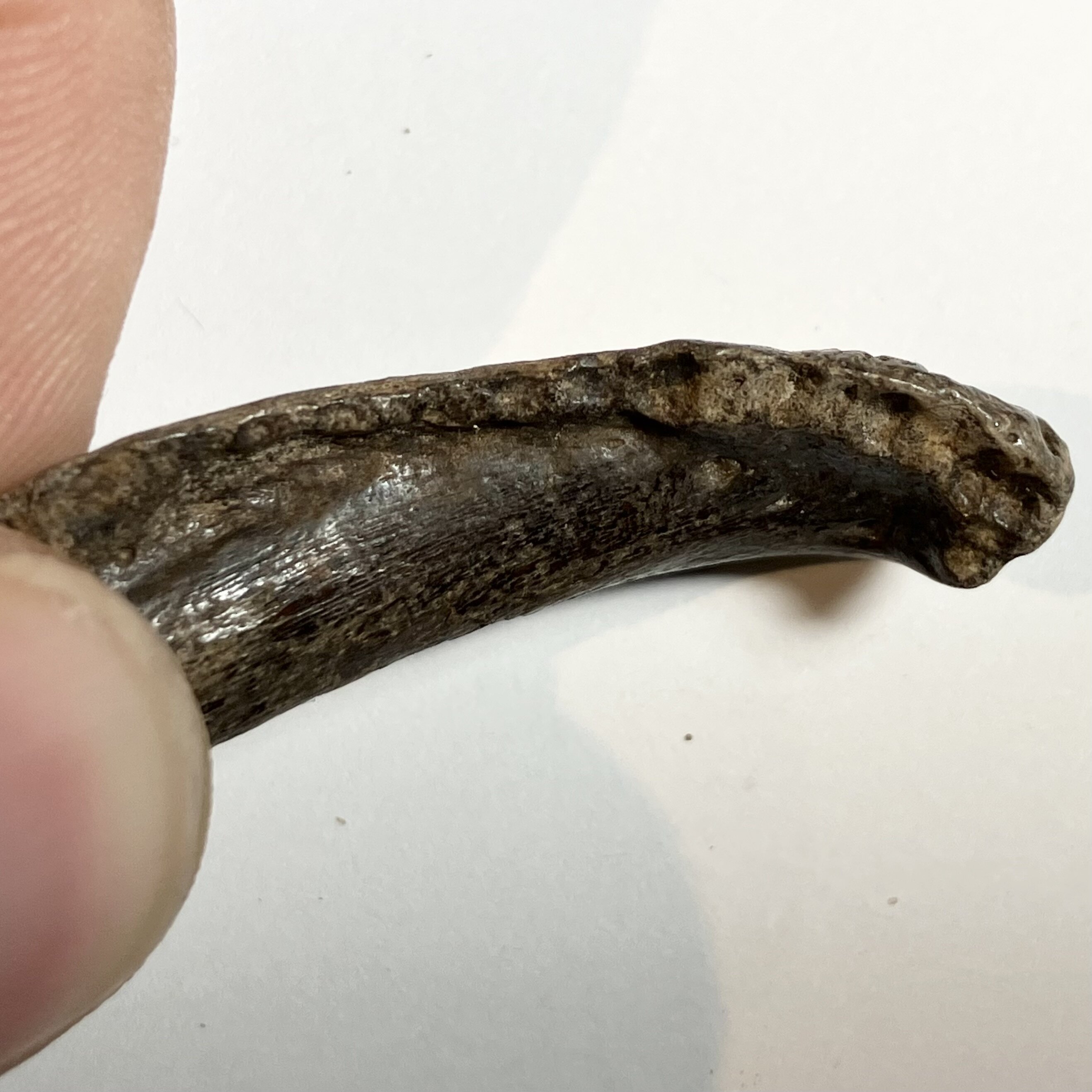 Glacial Mandible- Fish, Turtle, Amphibian or other? Alveoli present ...