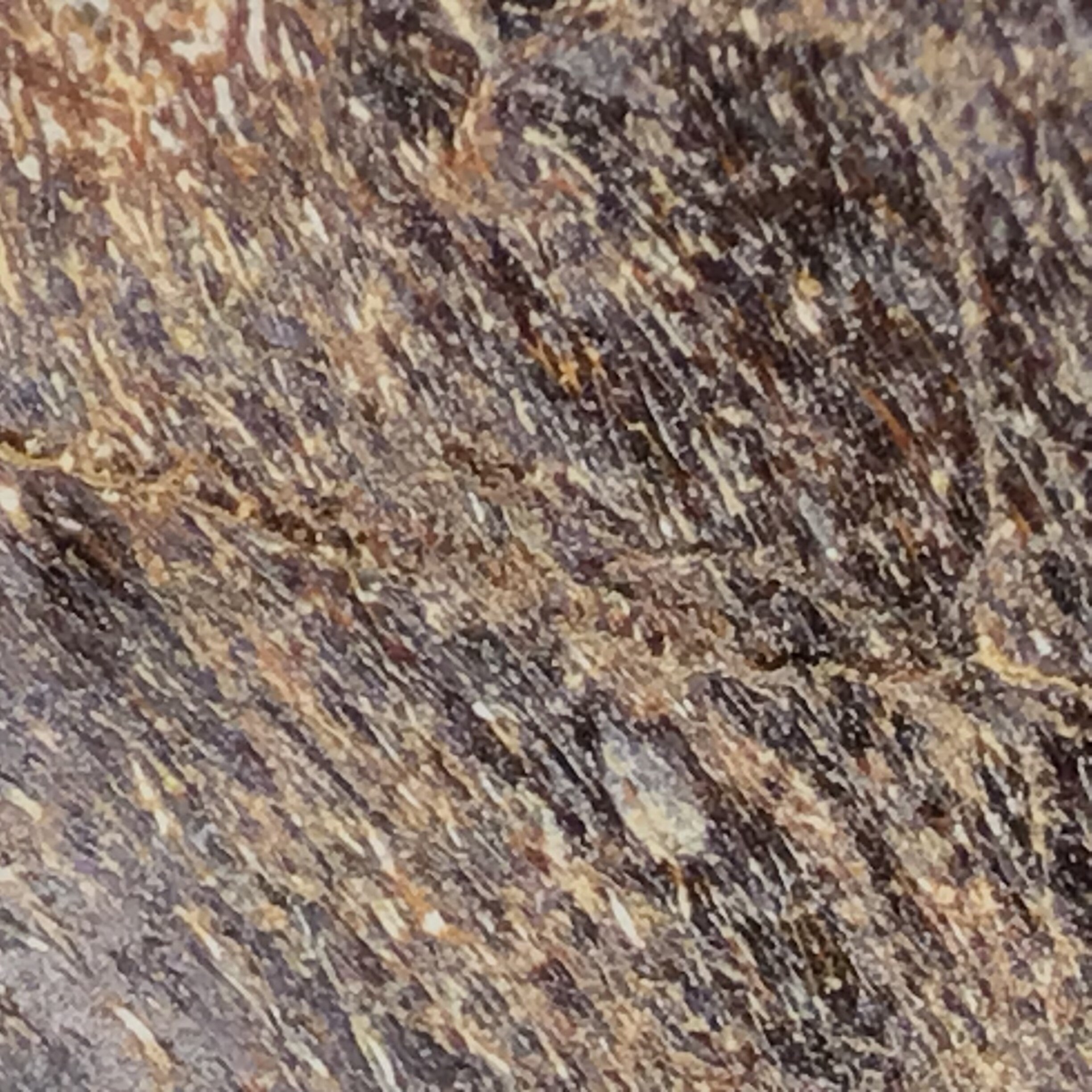 What is this bone? - Fossil ID - The Fossil Forum
