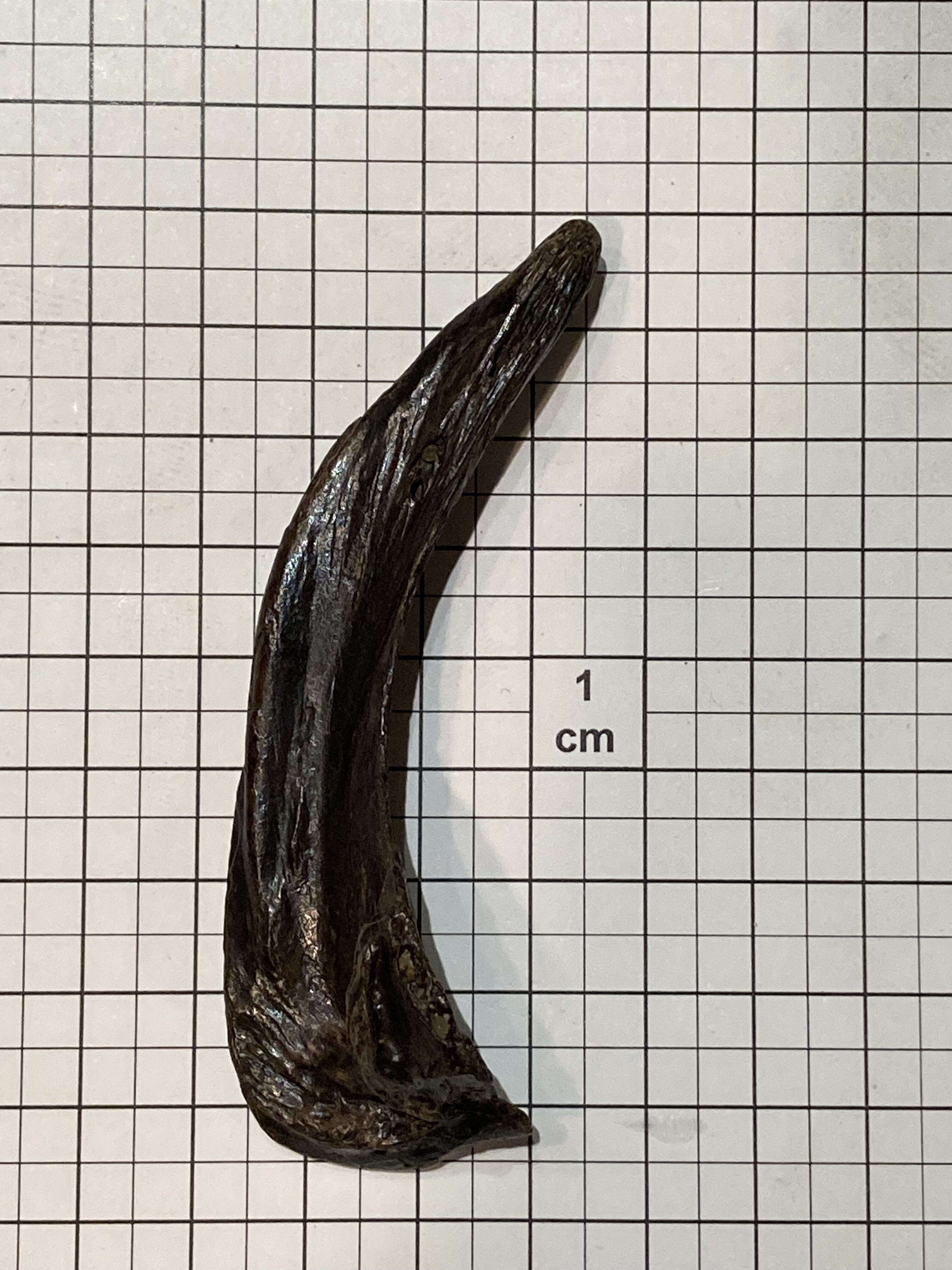 Aquatic Mandible? - Fossil ID - The Fossil Forum