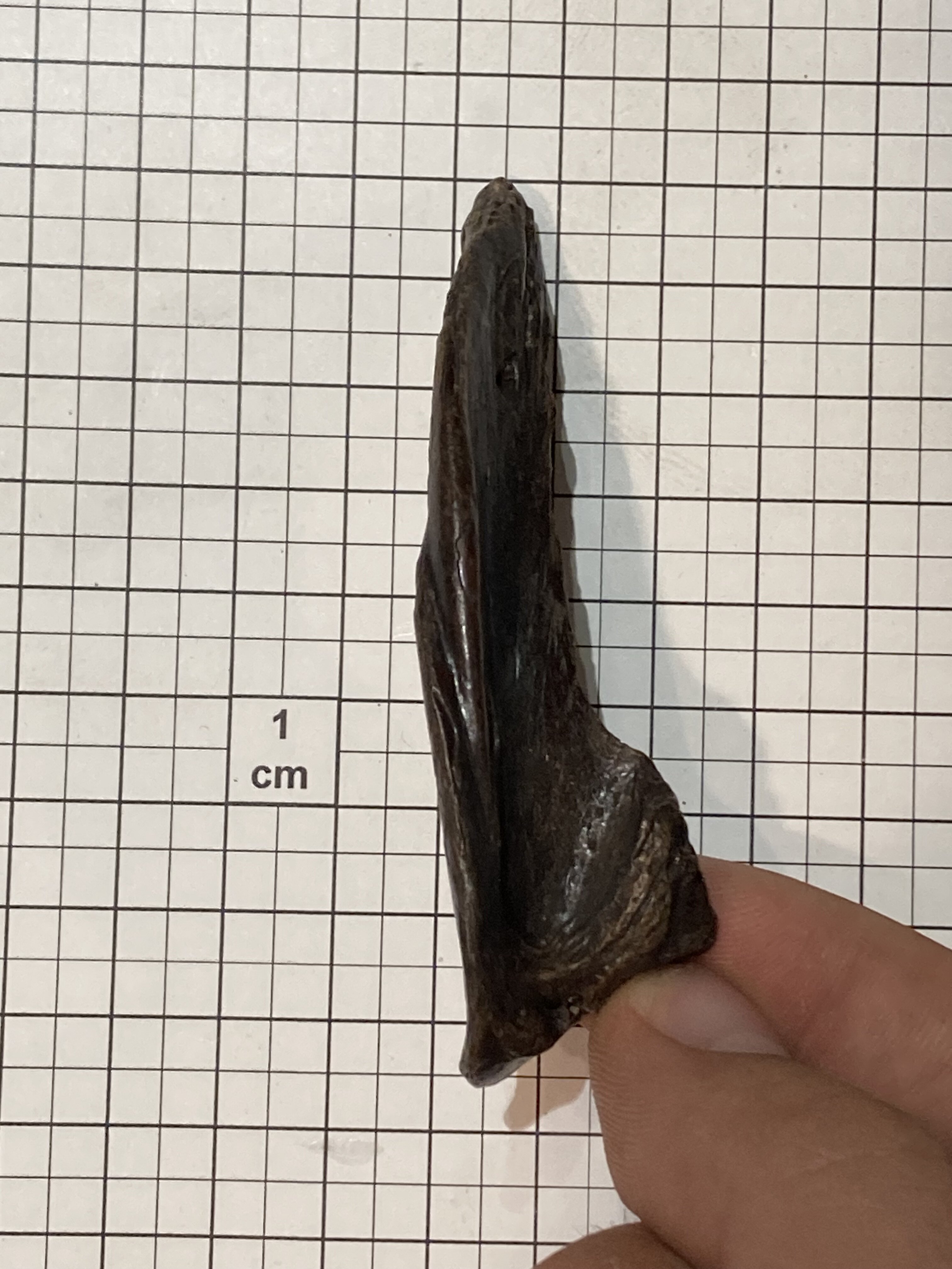 Aquatic Mandible? - Fossil ID - The Fossil Forum