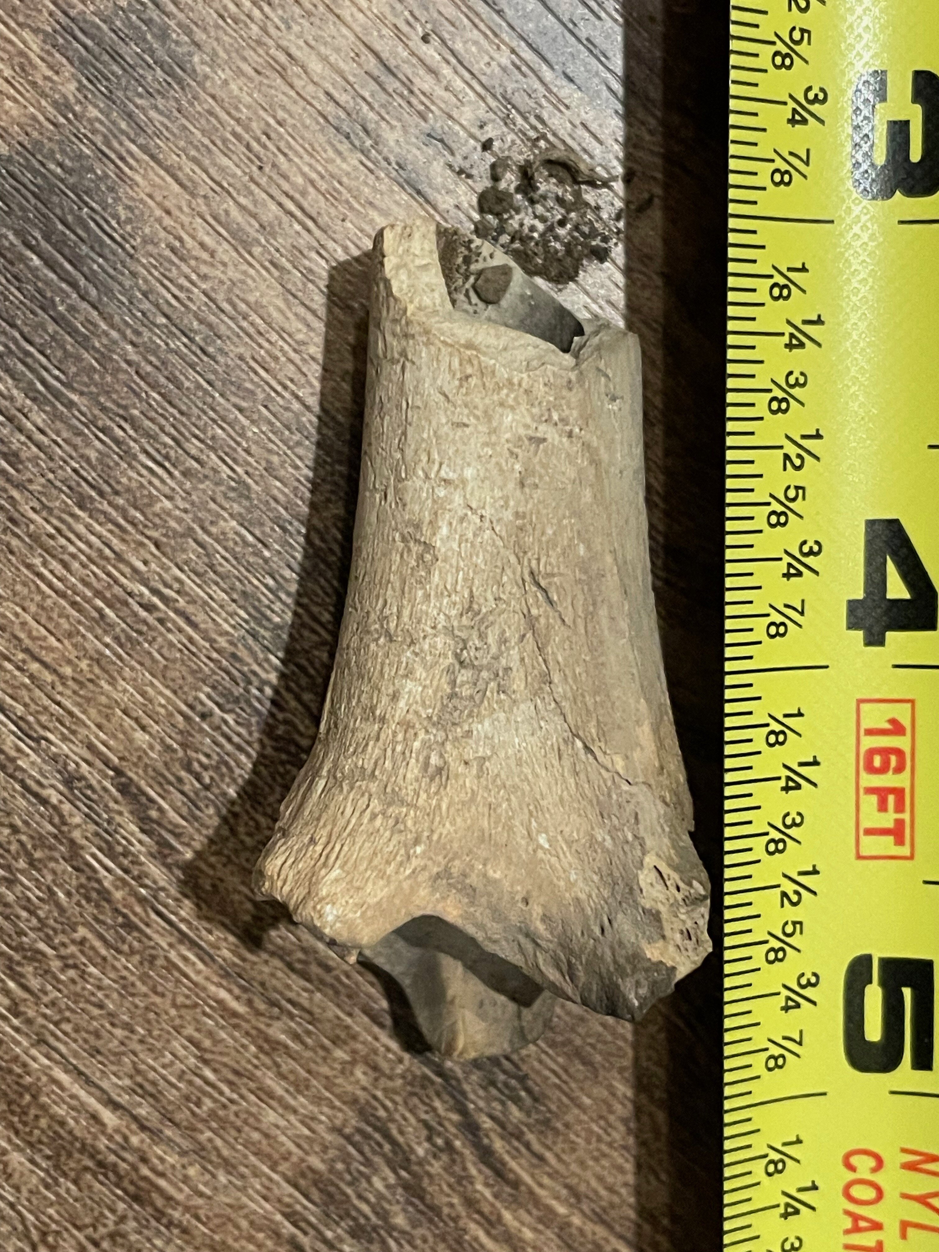Mammalian limb bone, need help identifying species - Fossil ID - The ...