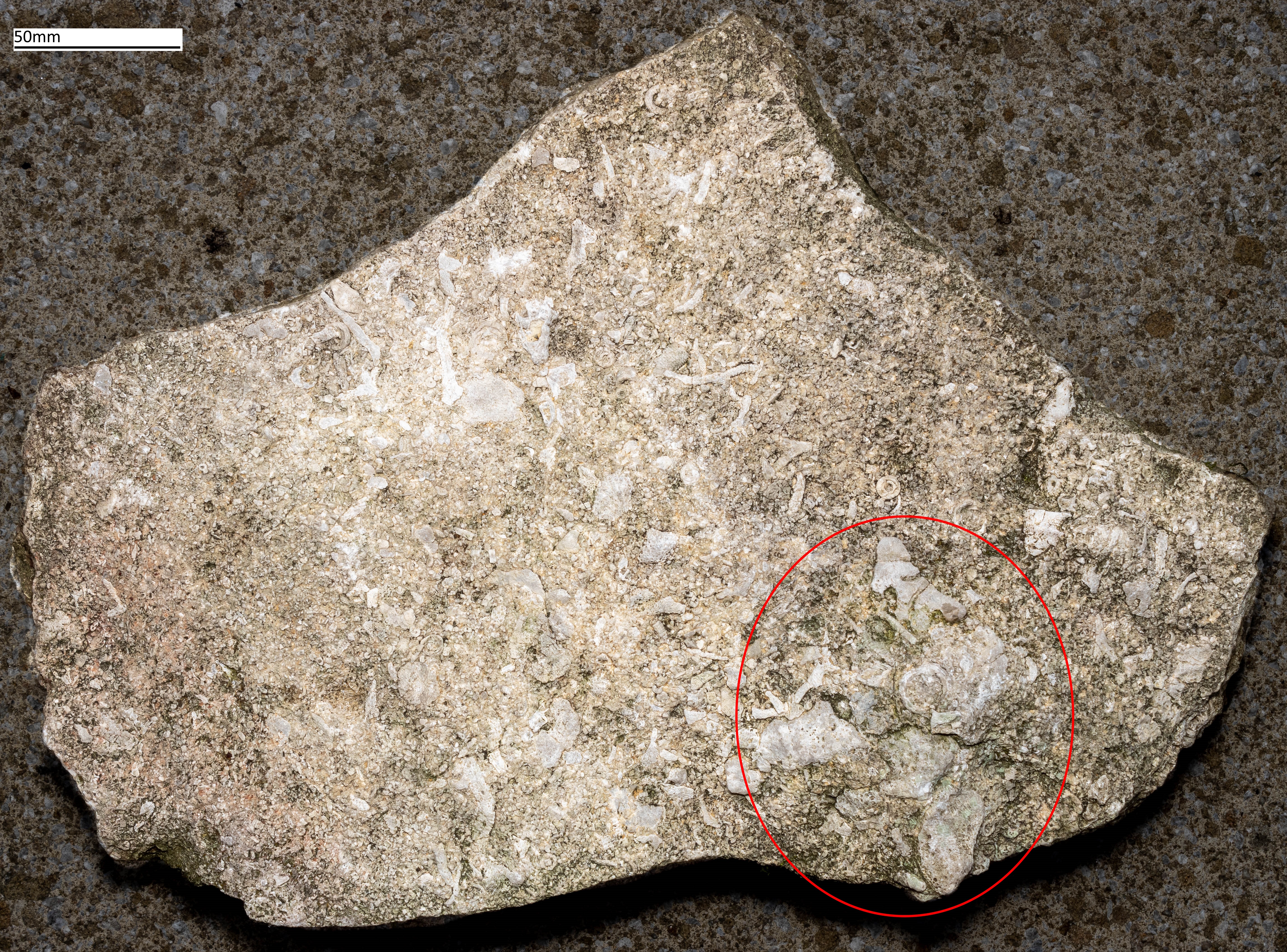 Is this the (crushed) cup of a crinoid? Wenlock Edge, UK (Wenlock ...