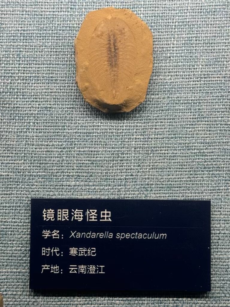 Baoding Museum of Natural History - A Trip to the Museum - The Fossil Forum