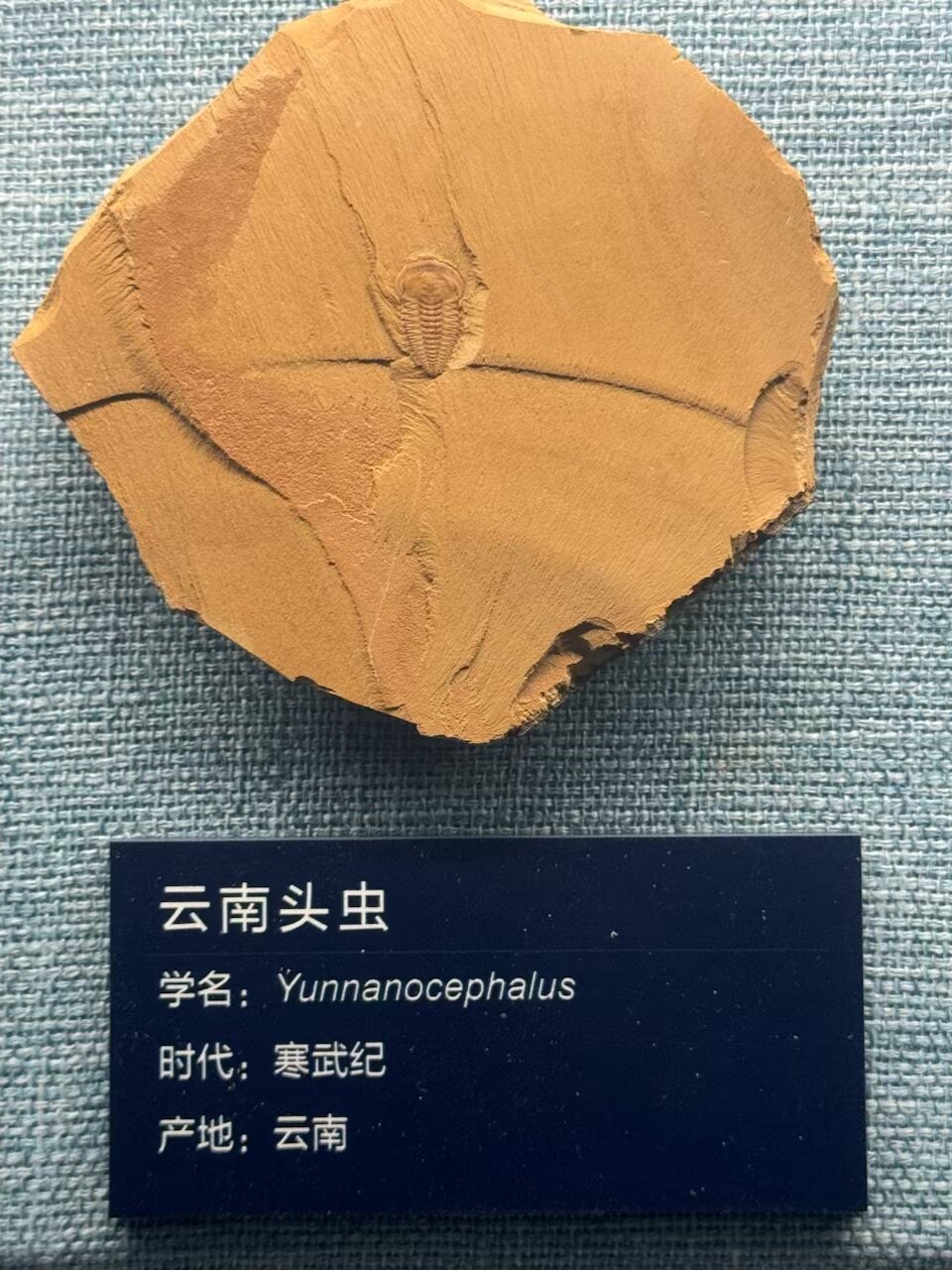 Baoding Museum of Natural History - A Trip to the Museum - The Fossil Forum