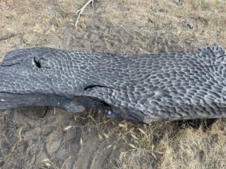Is this a scale tree fossil that was made into a bench / coffee table ...