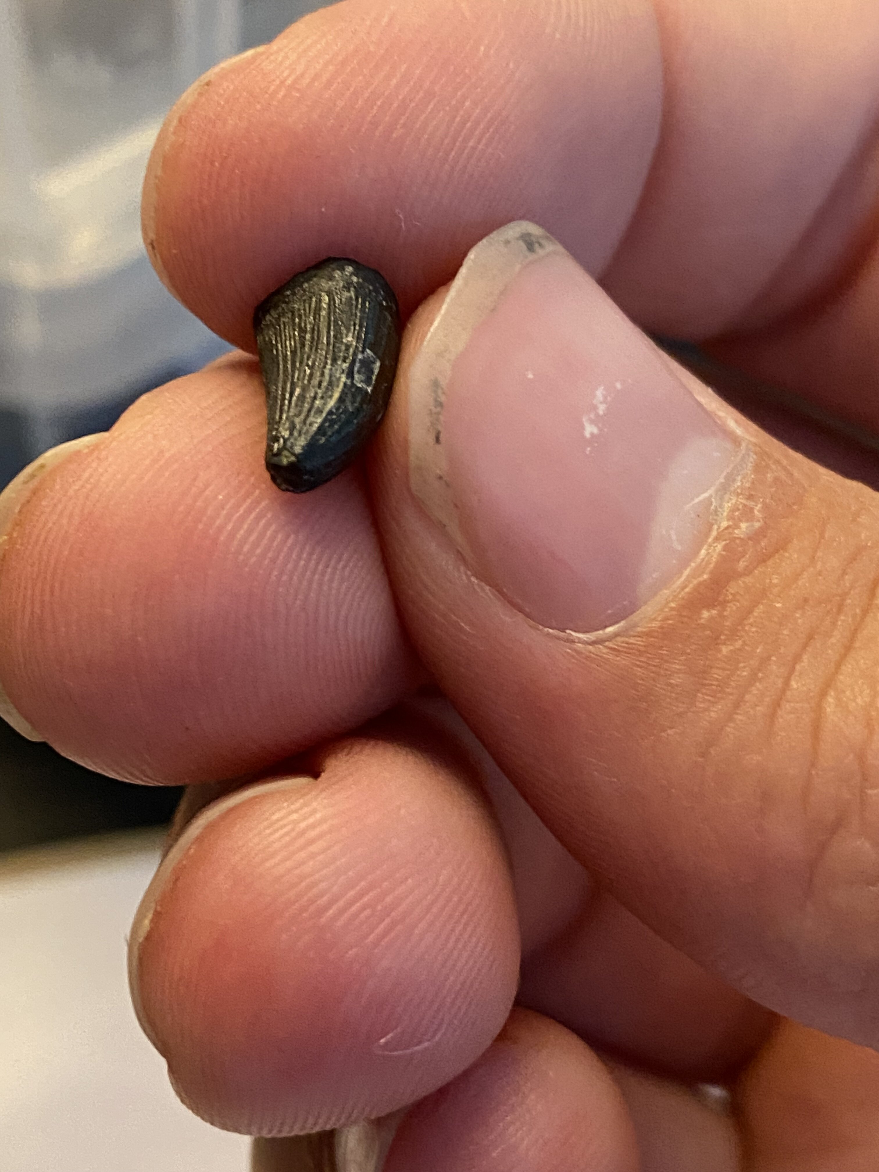 Marine reptiles Oxford clay - Fossil ID - The Fossil Forum