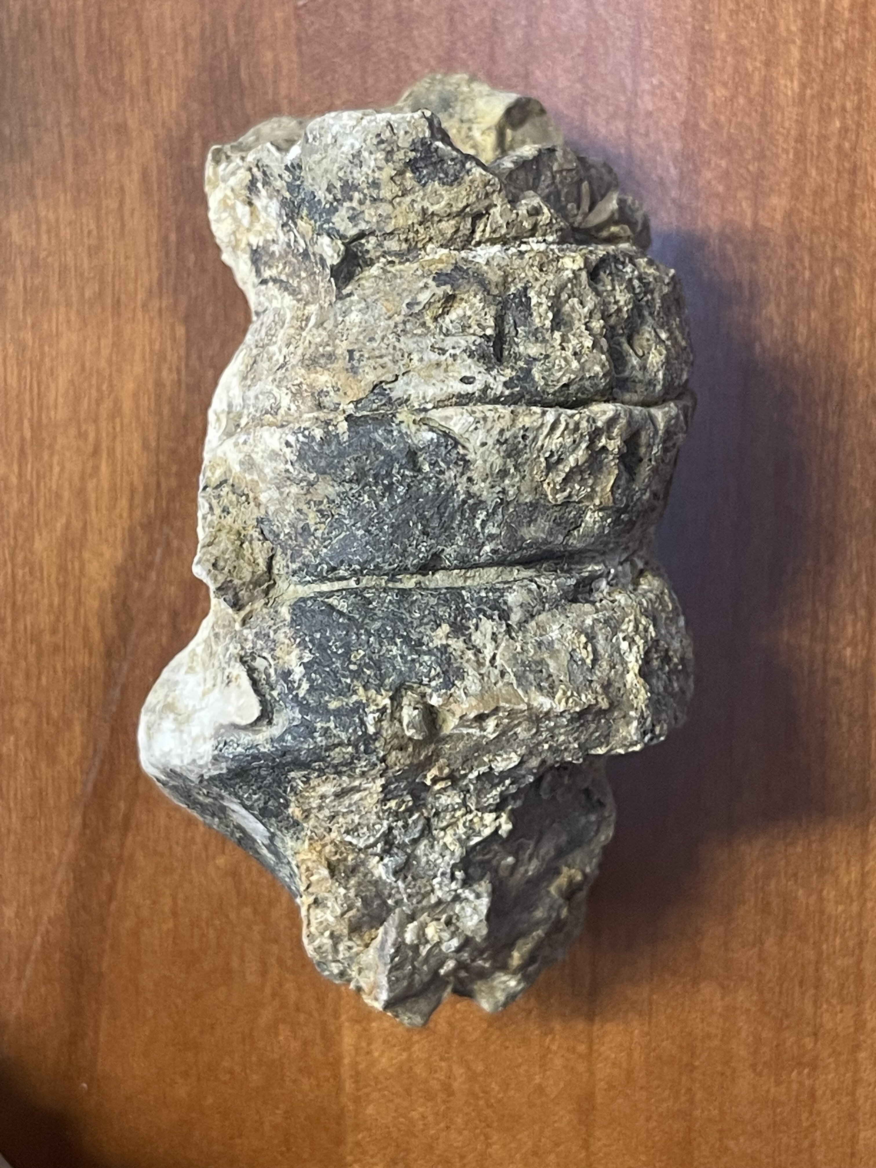 Help With Identifying Corkscrew Fossils - Fossil ID - The Fossil Forum