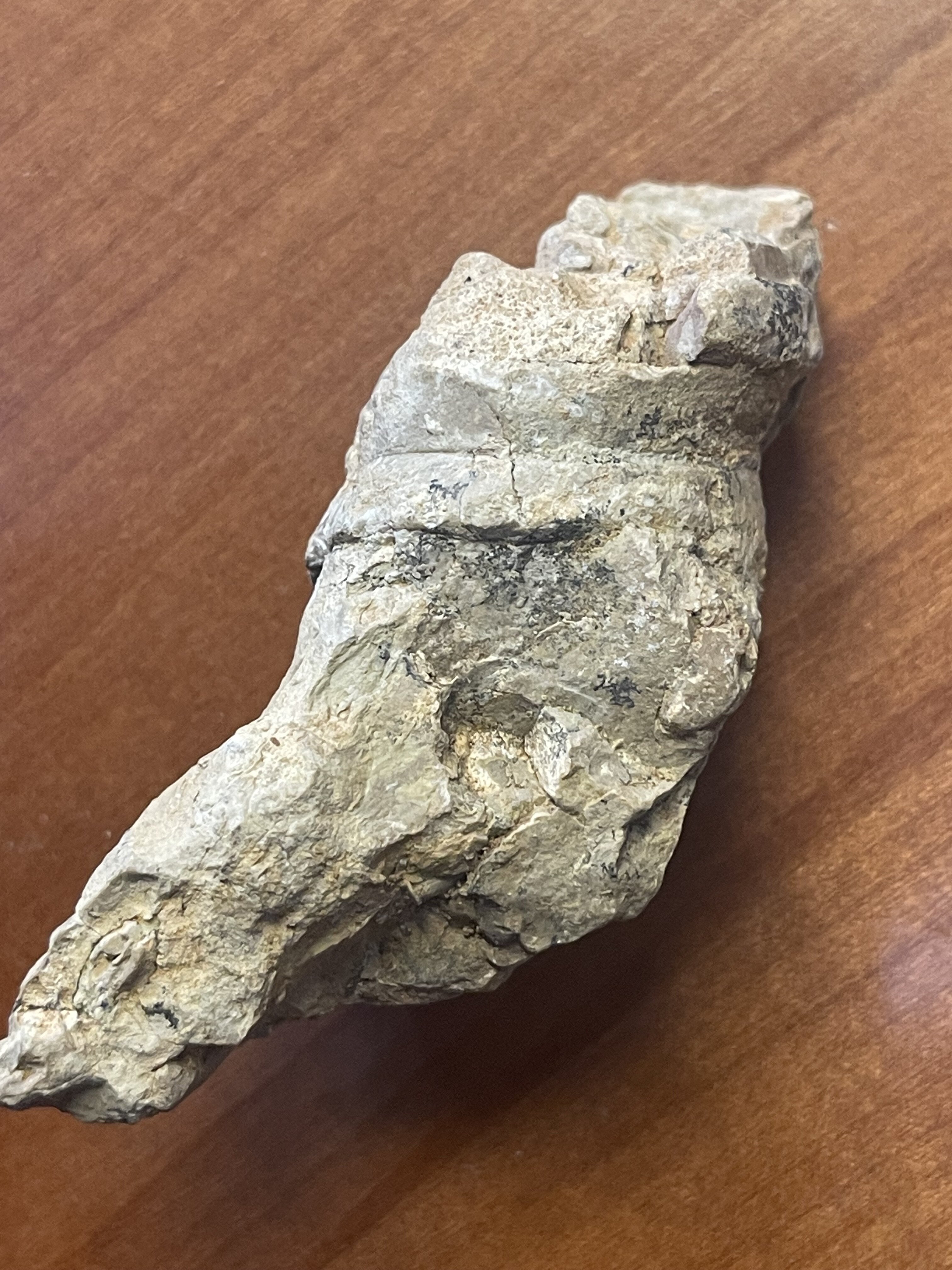 Help With Identifying Corkscrew Fossils - Fossil ID - The Fossil Forum