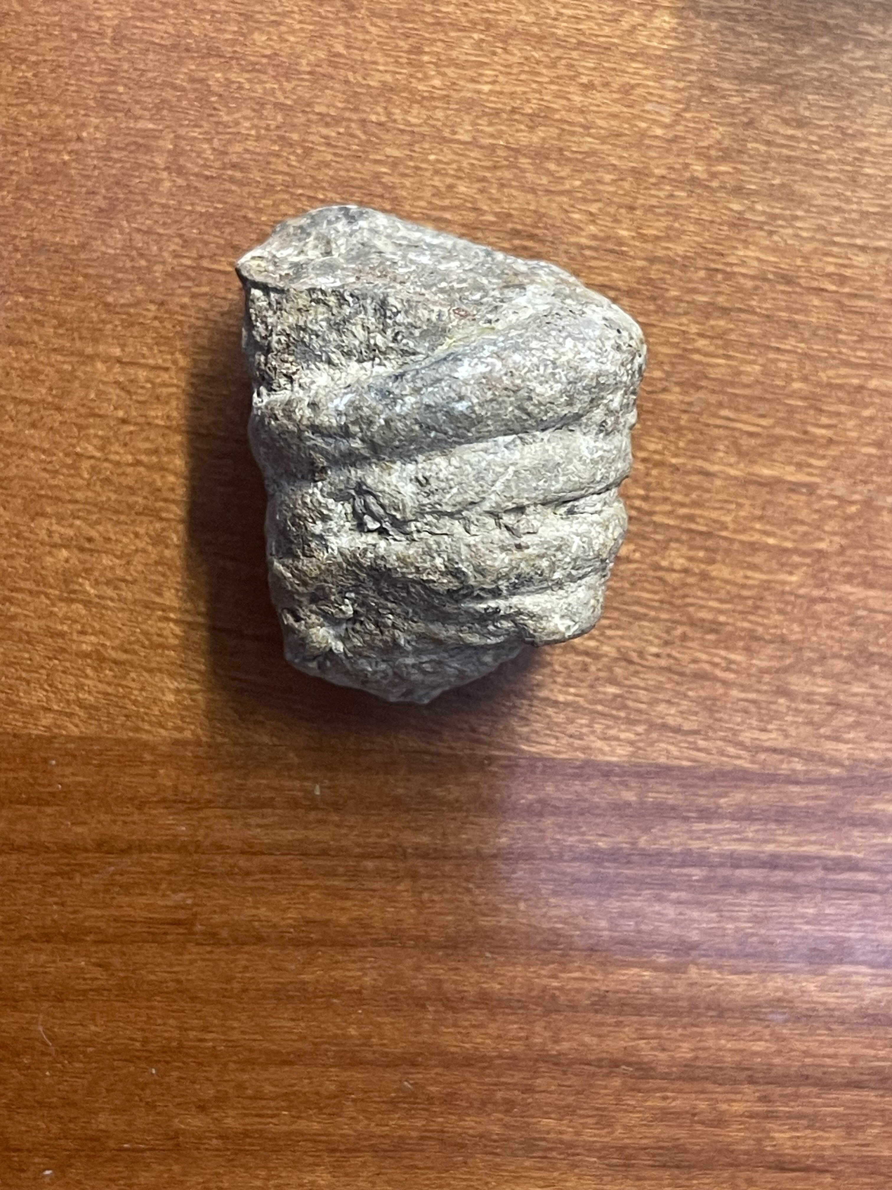 Help With Identifying Corkscrew Fossils - Fossil ID - The Fossil Forum